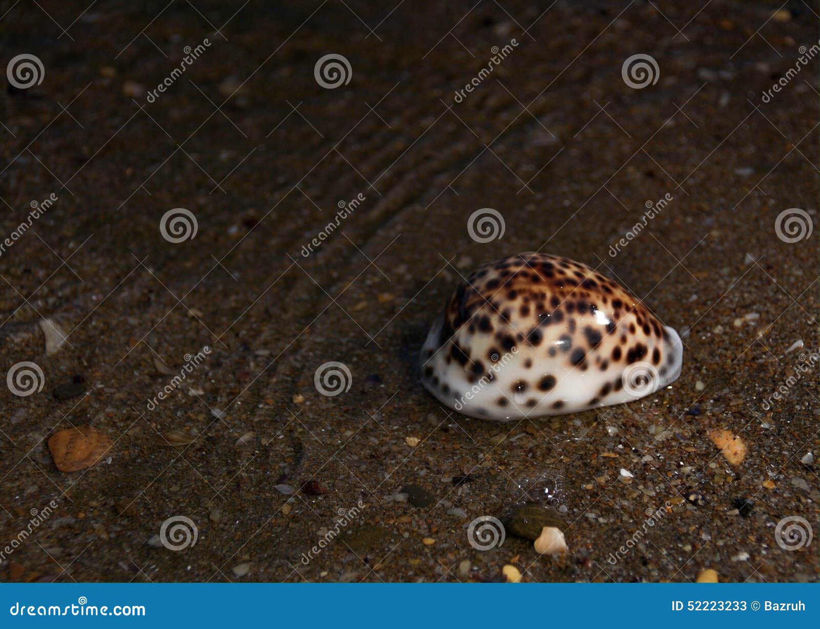 Seashell on shore stock image. Image of splashes, evening - 52223233