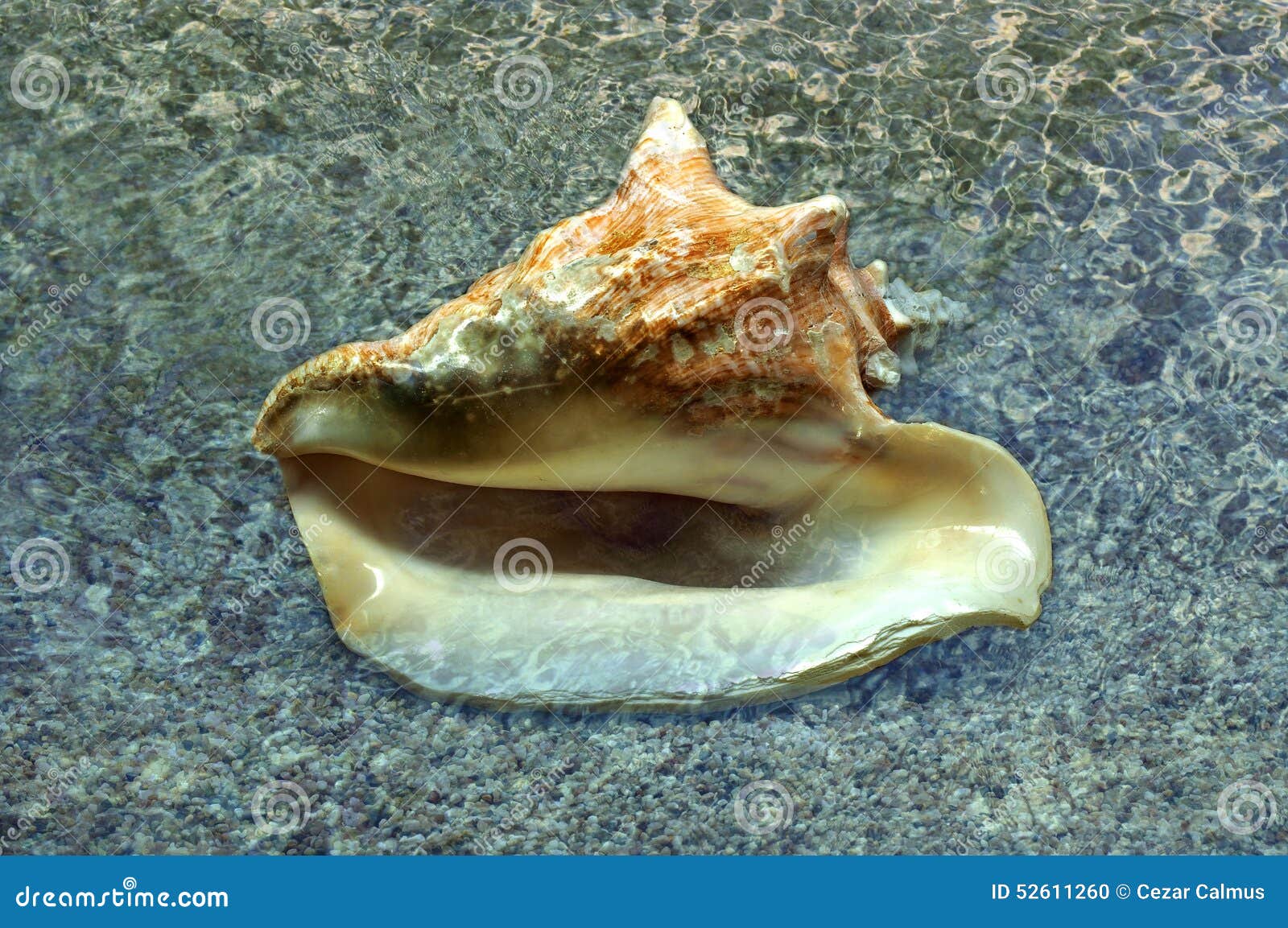 Seashell on shore stock photo. Image of water, shell - 52611260