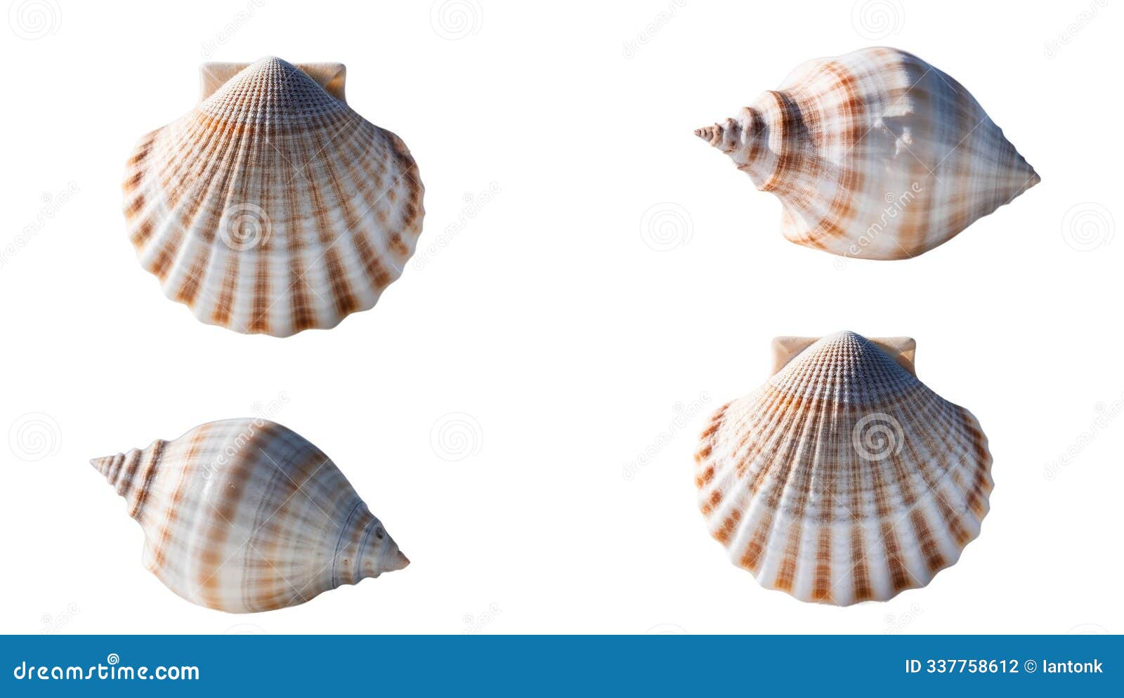 Seashell Shown from Multiple Angles on a White Background Stock ...