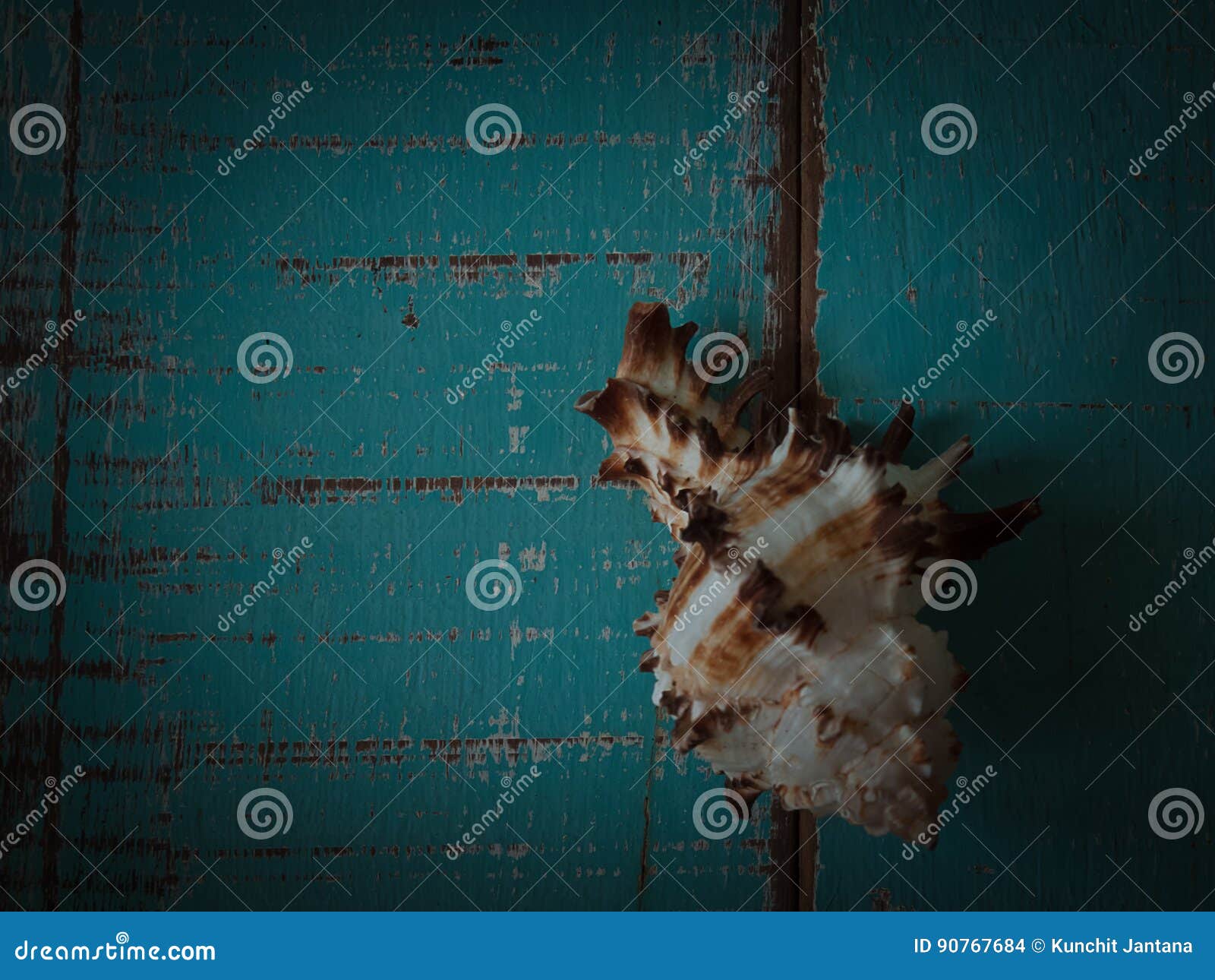 Seashell Side View , Put on Wooden Floor. Stock Photo - Image of shell ...