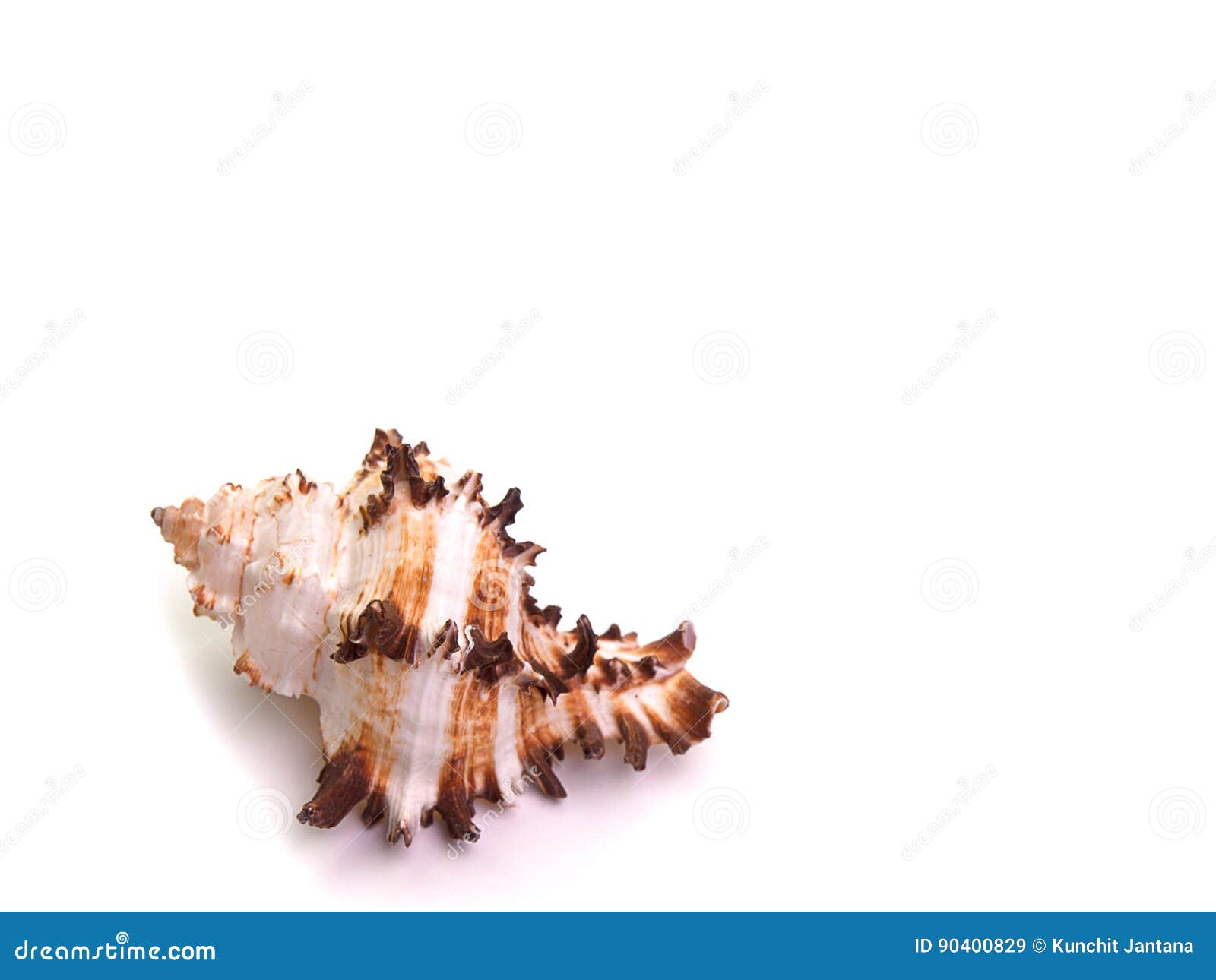 Seashell side view stock image. Image of pattern, aquatic - 90400829