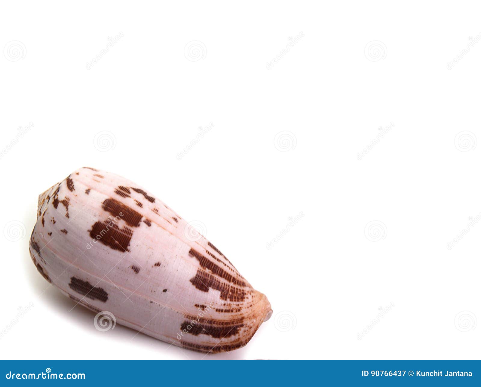 Seashell side view stock image. Image of pattern, seashell - 90766437