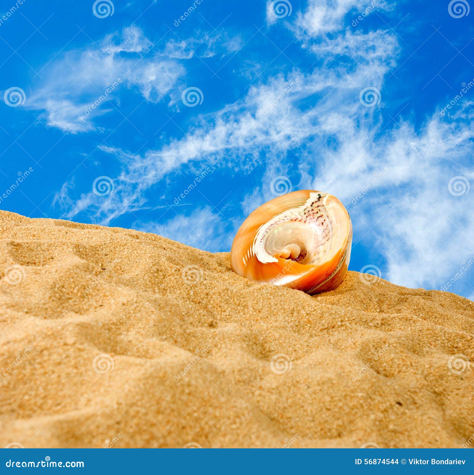 Seashell on sky background stock photo. Image of shell - 56874544