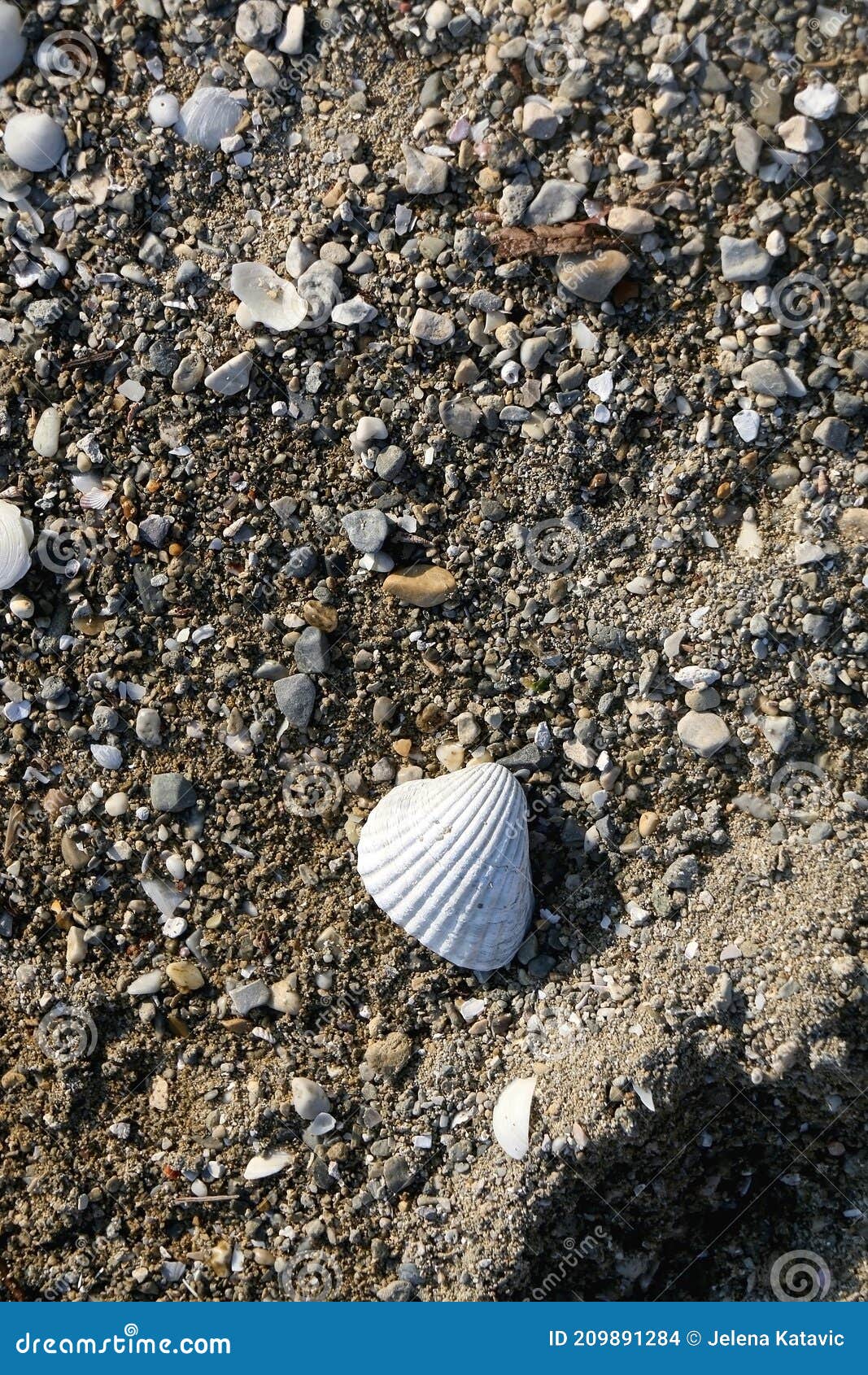 Seashell stock photo. Image of textured, shore, mediterranean - 209891284