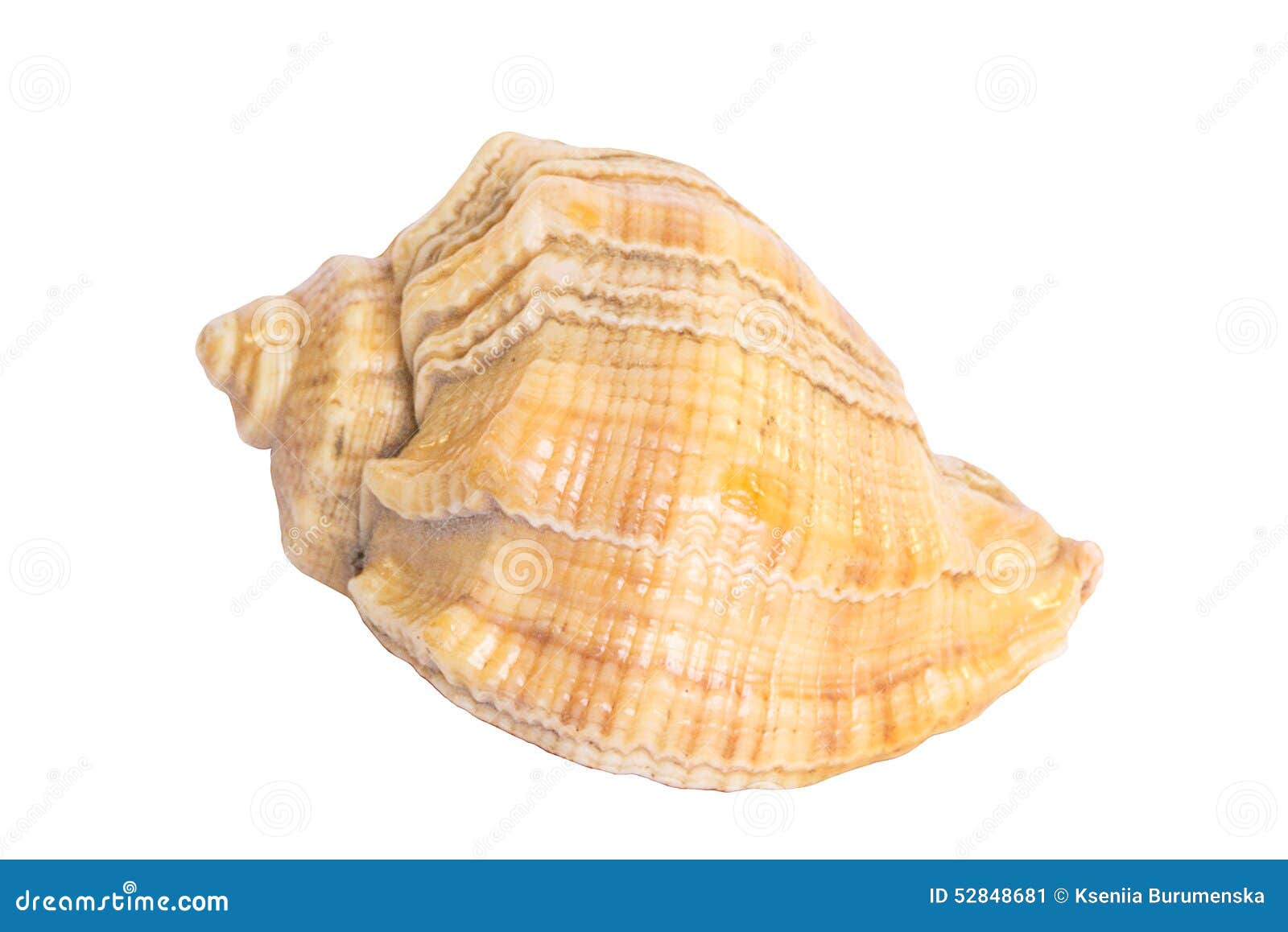 Seashell Smells Stock Photos - Free & Royalty-Free Stock Photos from ...