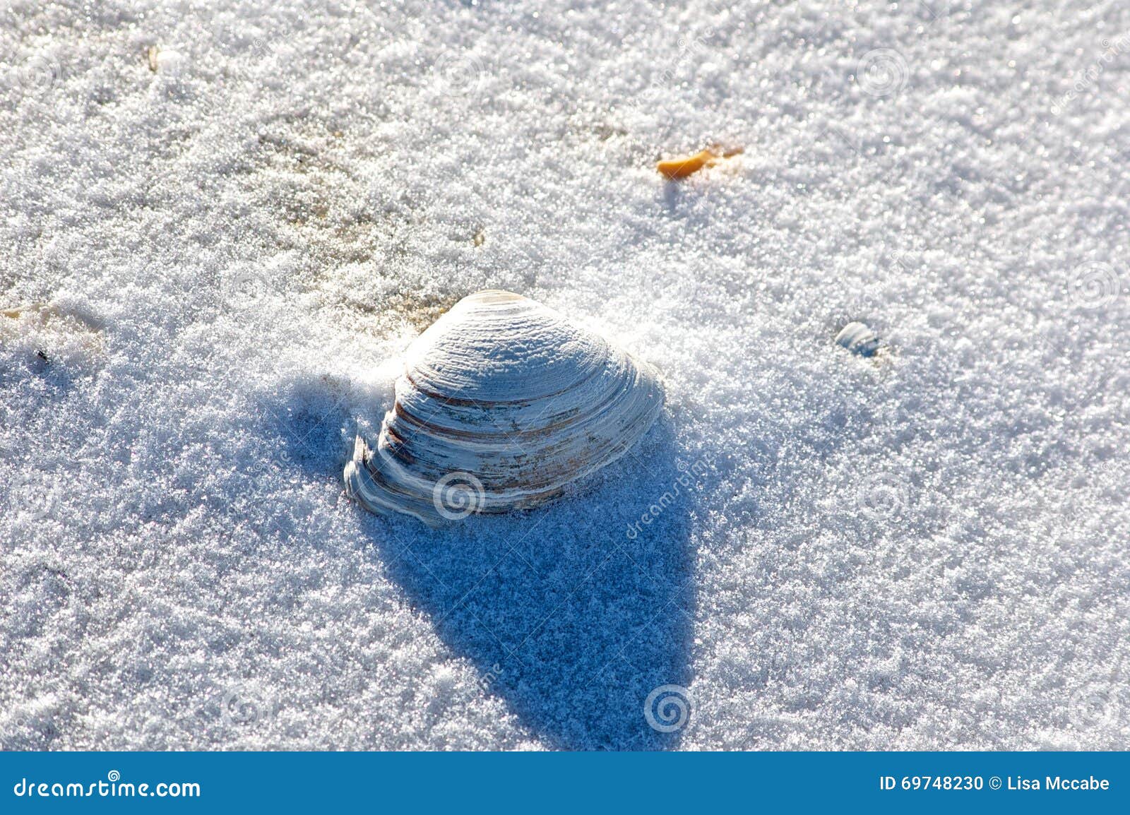 Seashell in the Snow stock photo. Image of winter, snow - 69748230