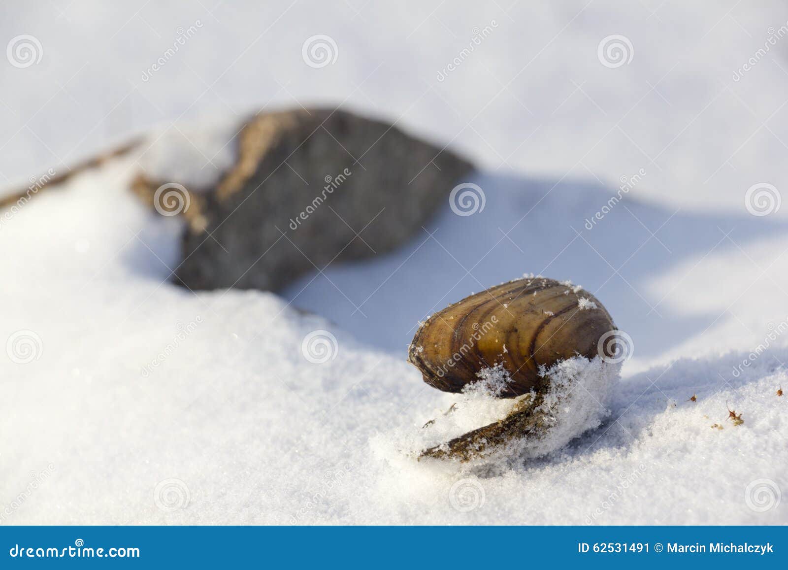 Seashell on the snow stock image. Image of lake, shell - 62531491