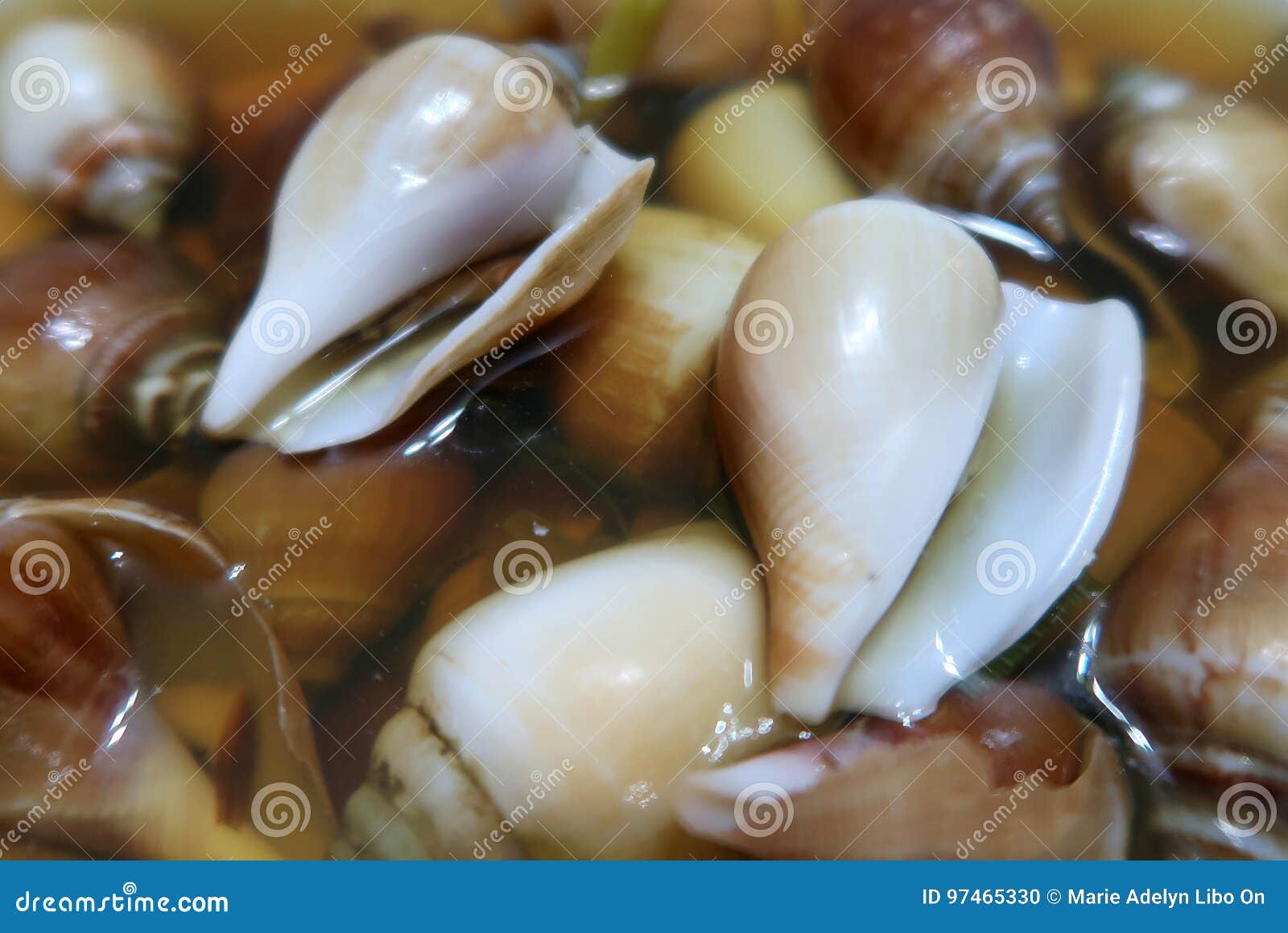 Seashell Soup stock photo. Image of philippines, aninikad - 97465330