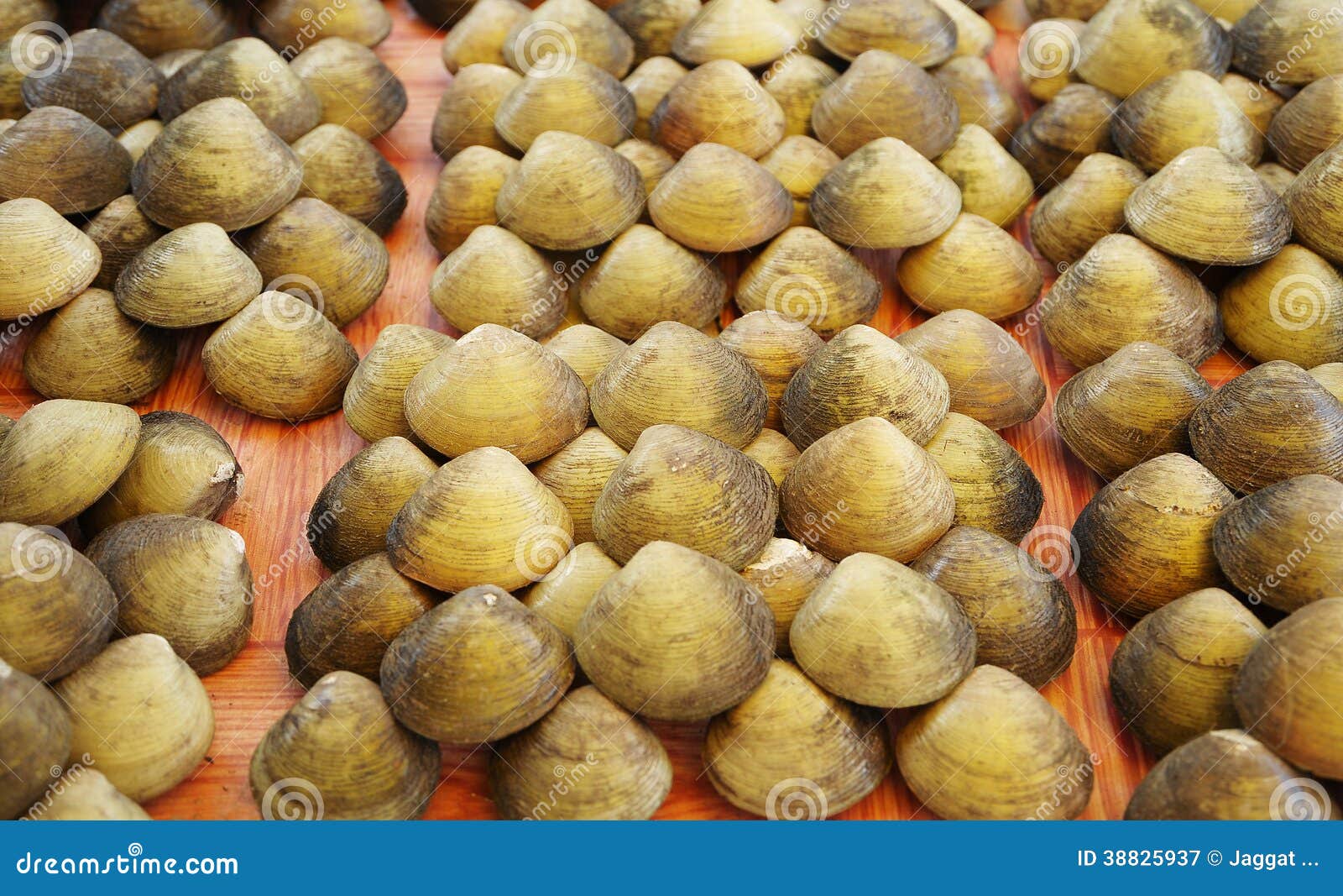 Seashell Species Moluska Polymesoda Expansa Stock Image - Image of ...