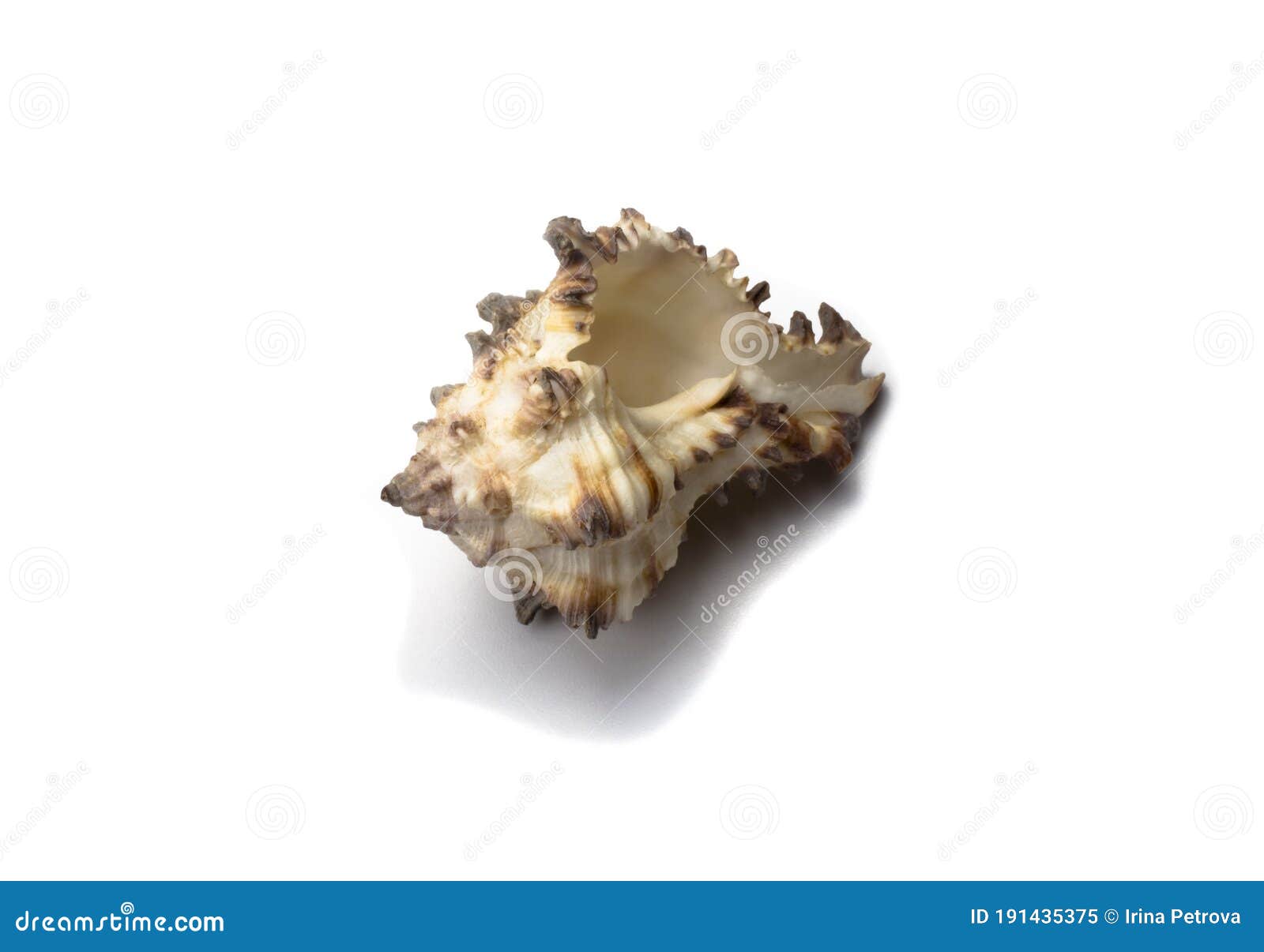 Seashell with Spines on a White Background Top View Stock Image - Image ...