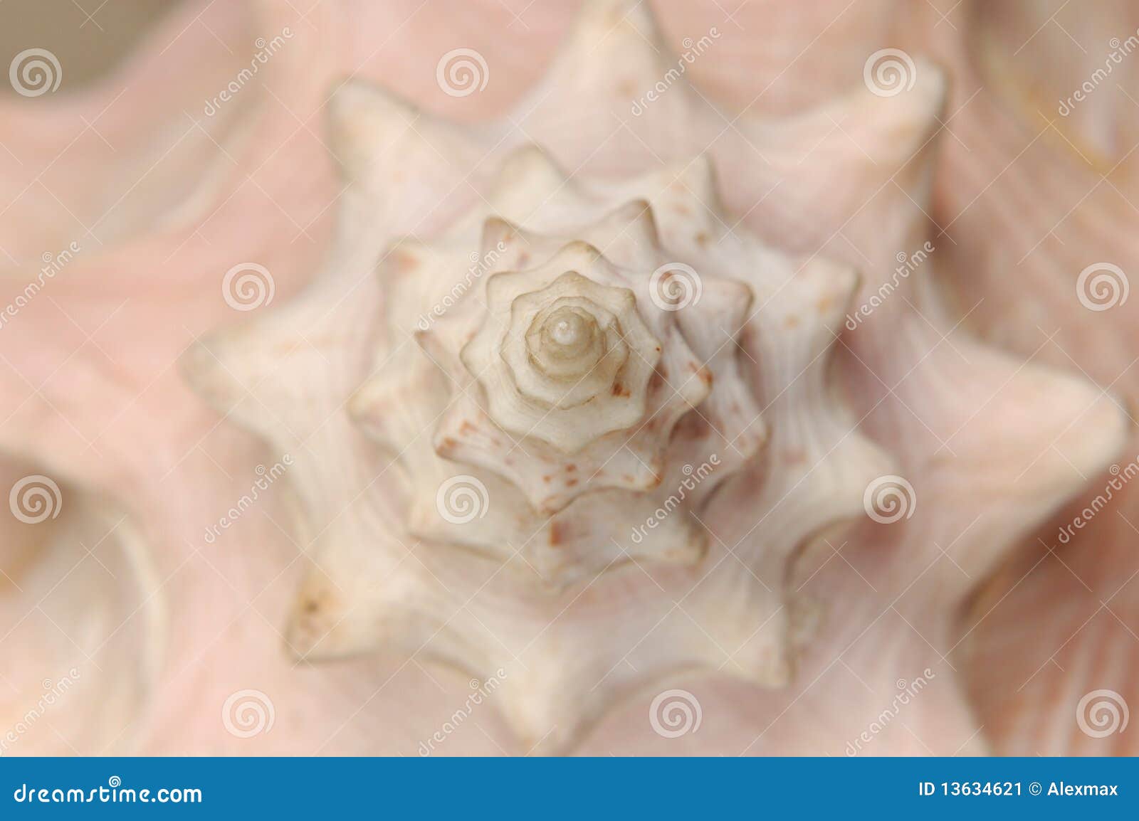 Seashell Spire stock image. Image of backgrounds, seashells - 13634621