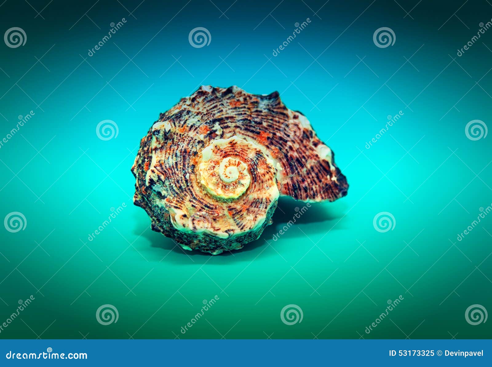 Seashell Spun Spiral Stock Photos - Free & Royalty-Free Stock Photos ...