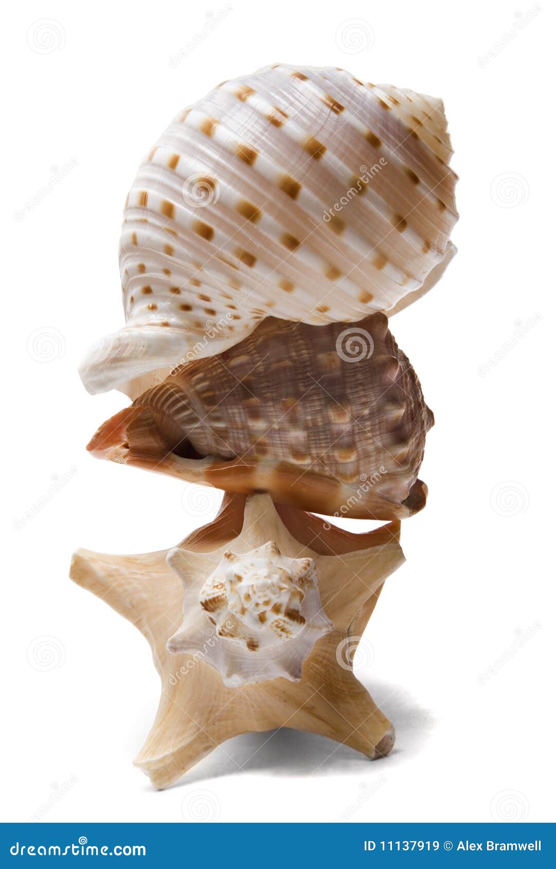Seashell Stack over white stock image. Image of beach - 11137919