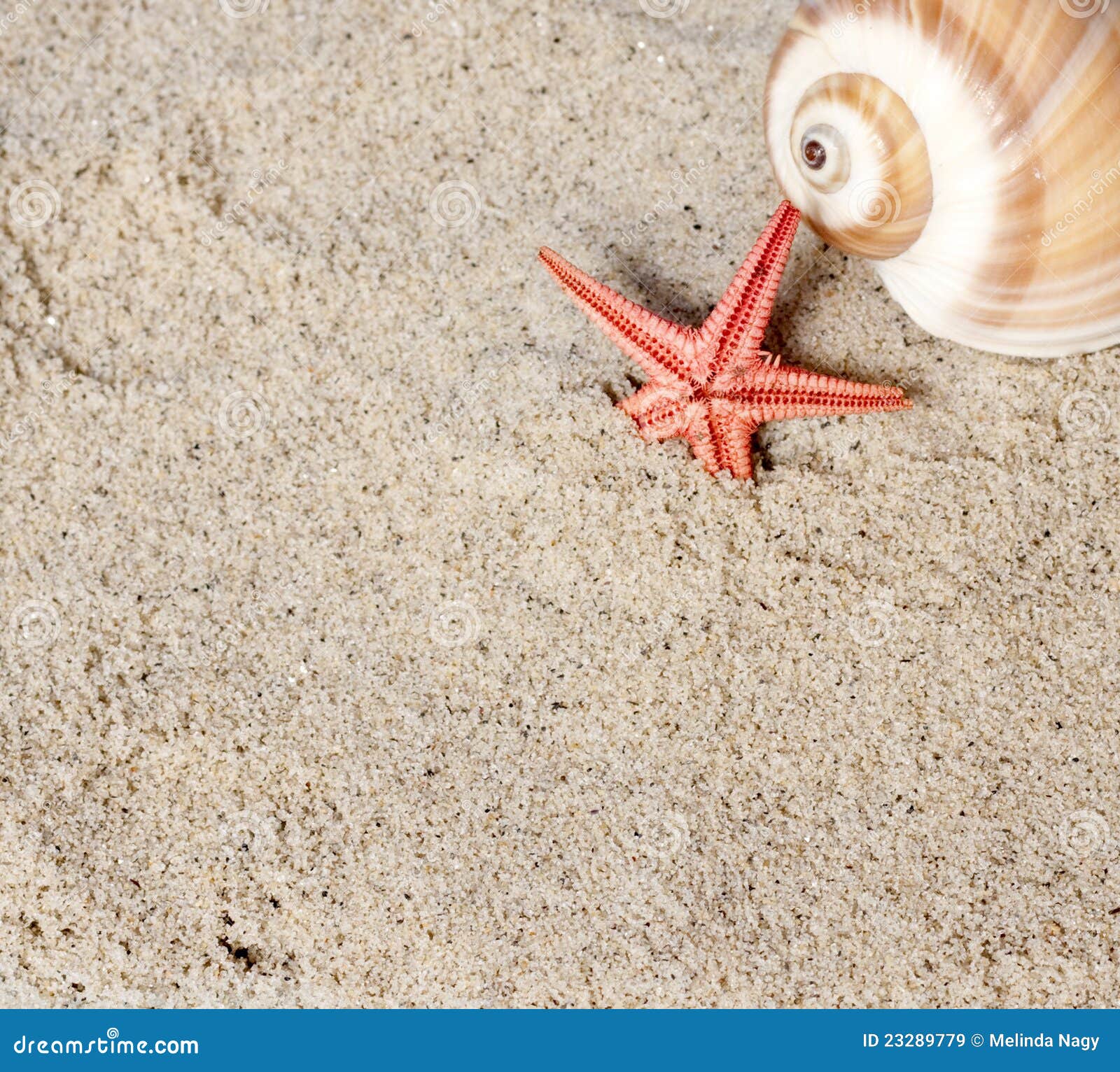 Seashell and starfish stock image. Image of shell, sand - 23289779