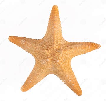 Seashell Starfish Top View Isolated on White Background with Clipping ...