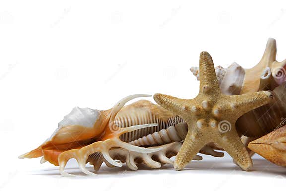 Seashell Still Life stock photo. Image of rock, conch - 11547068