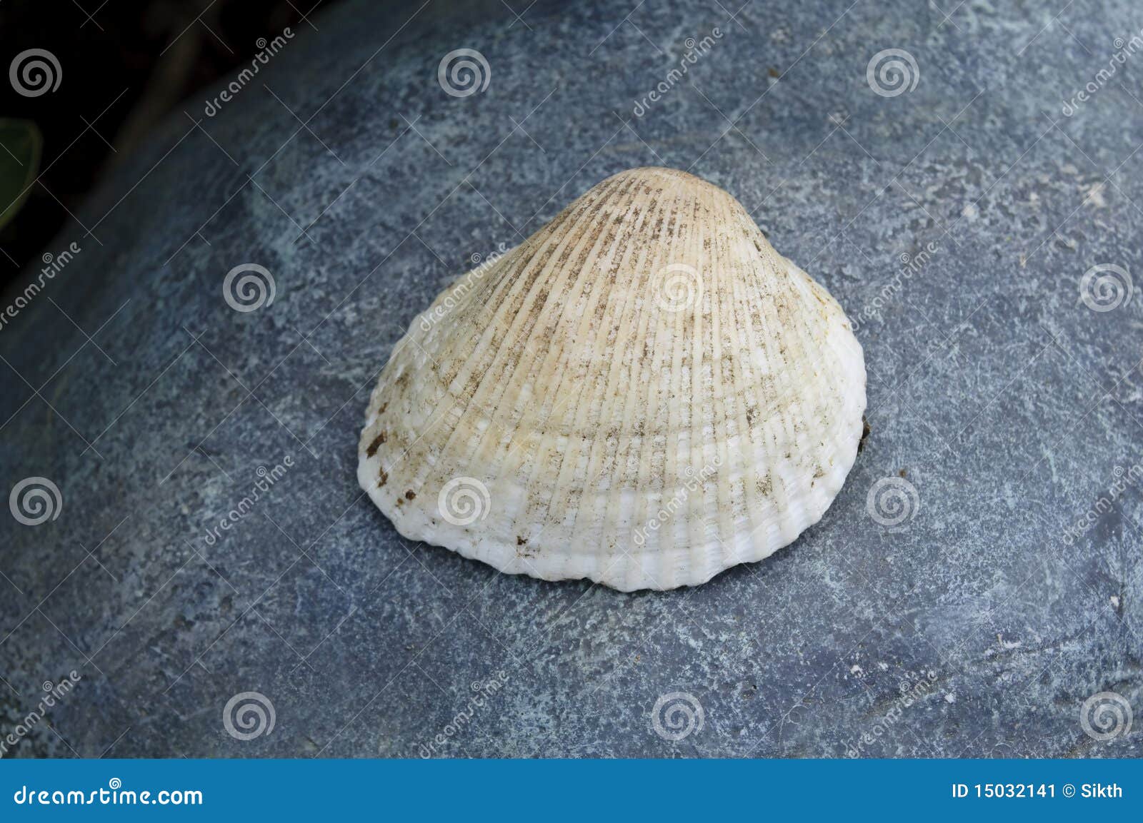 Seashell on Stone stock image. Image of seashore, beach - 15032141
