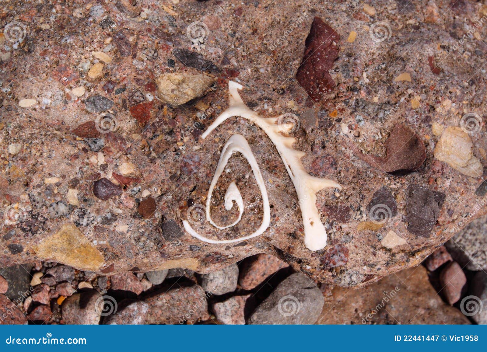 Seashell in stone stock image. Image of sign, stones - 22441447