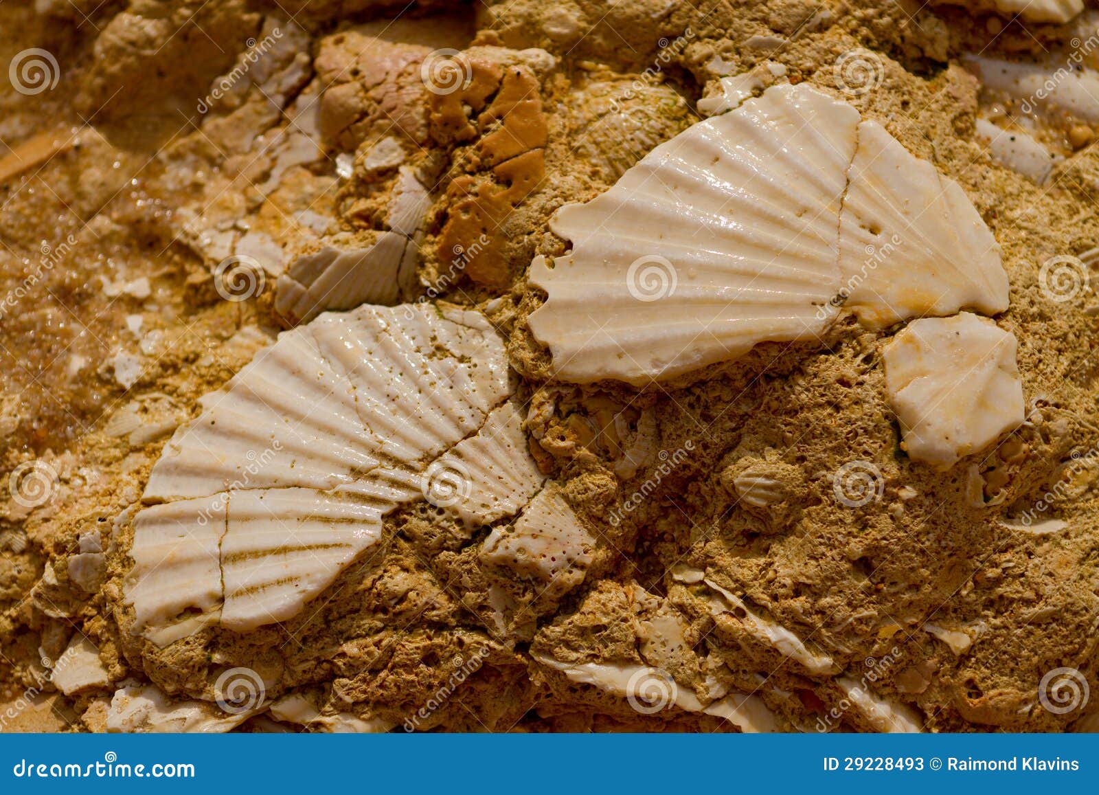 Seashell in stone stock image. Image of closeup, texture - 29228493