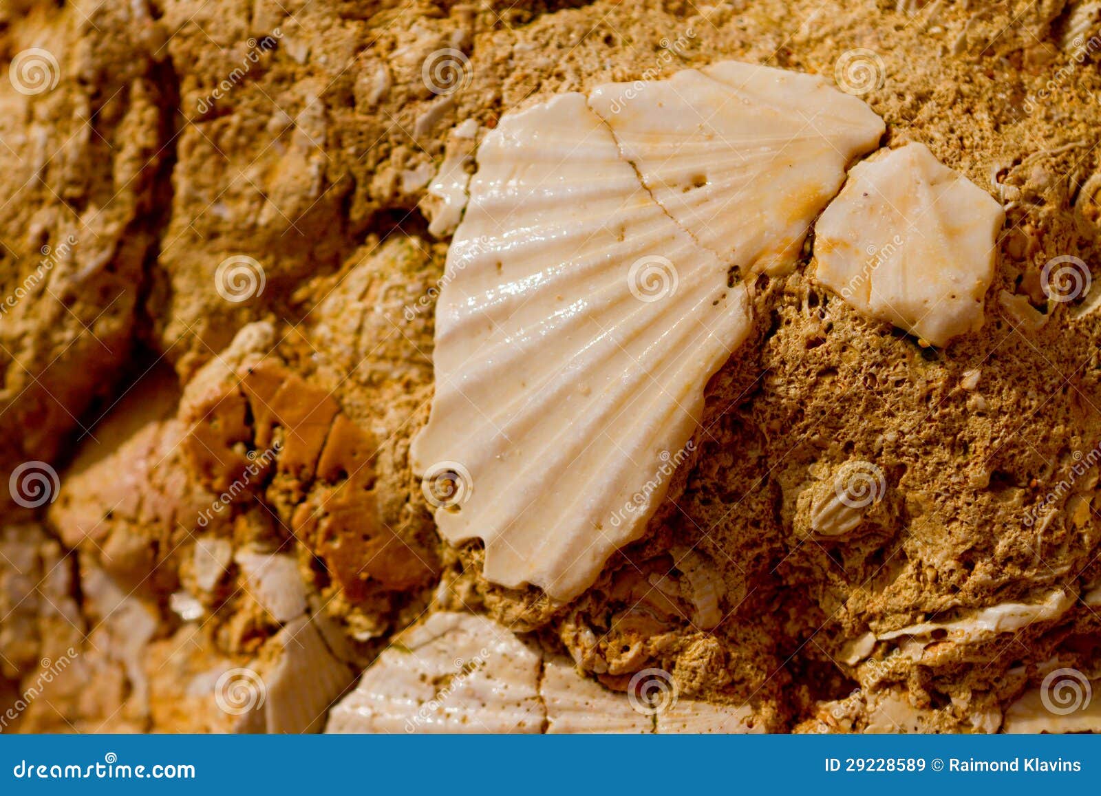 Seashell in stone stock image. Image of stone, seashell - 29228589