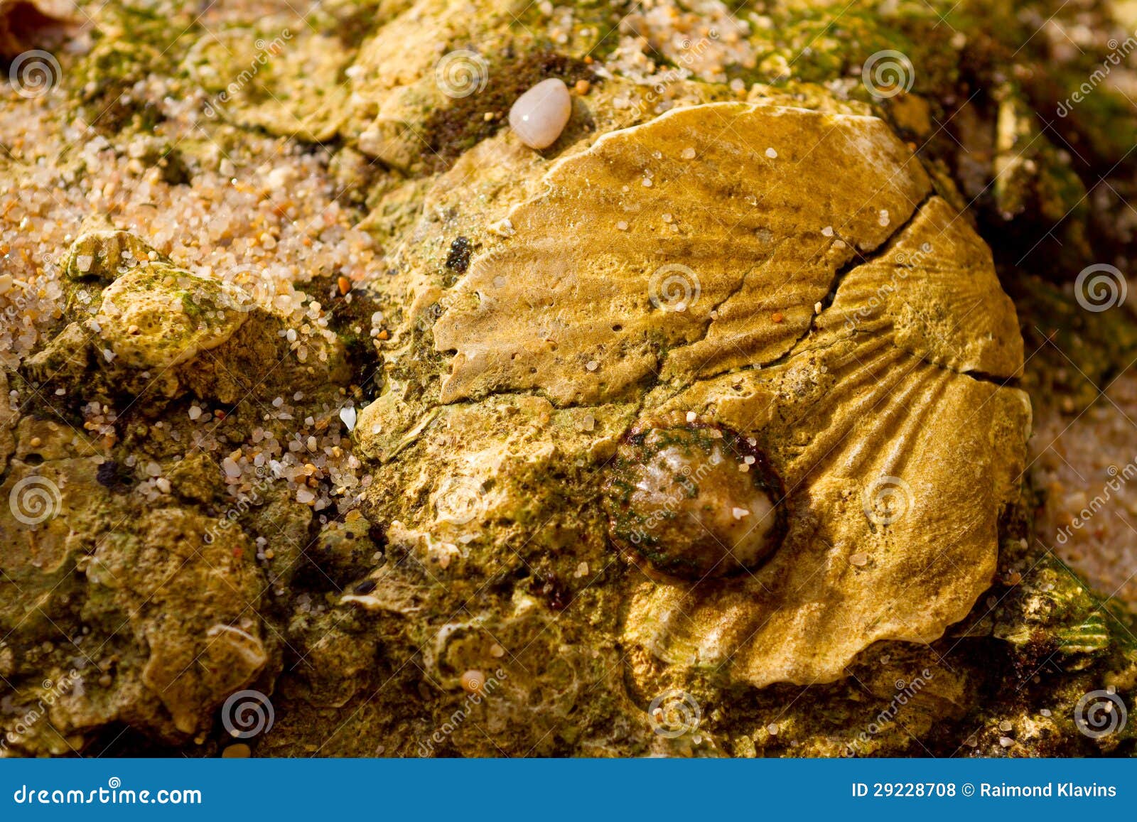Seashell in stone stock photo. Image of coast, natural - 29228708