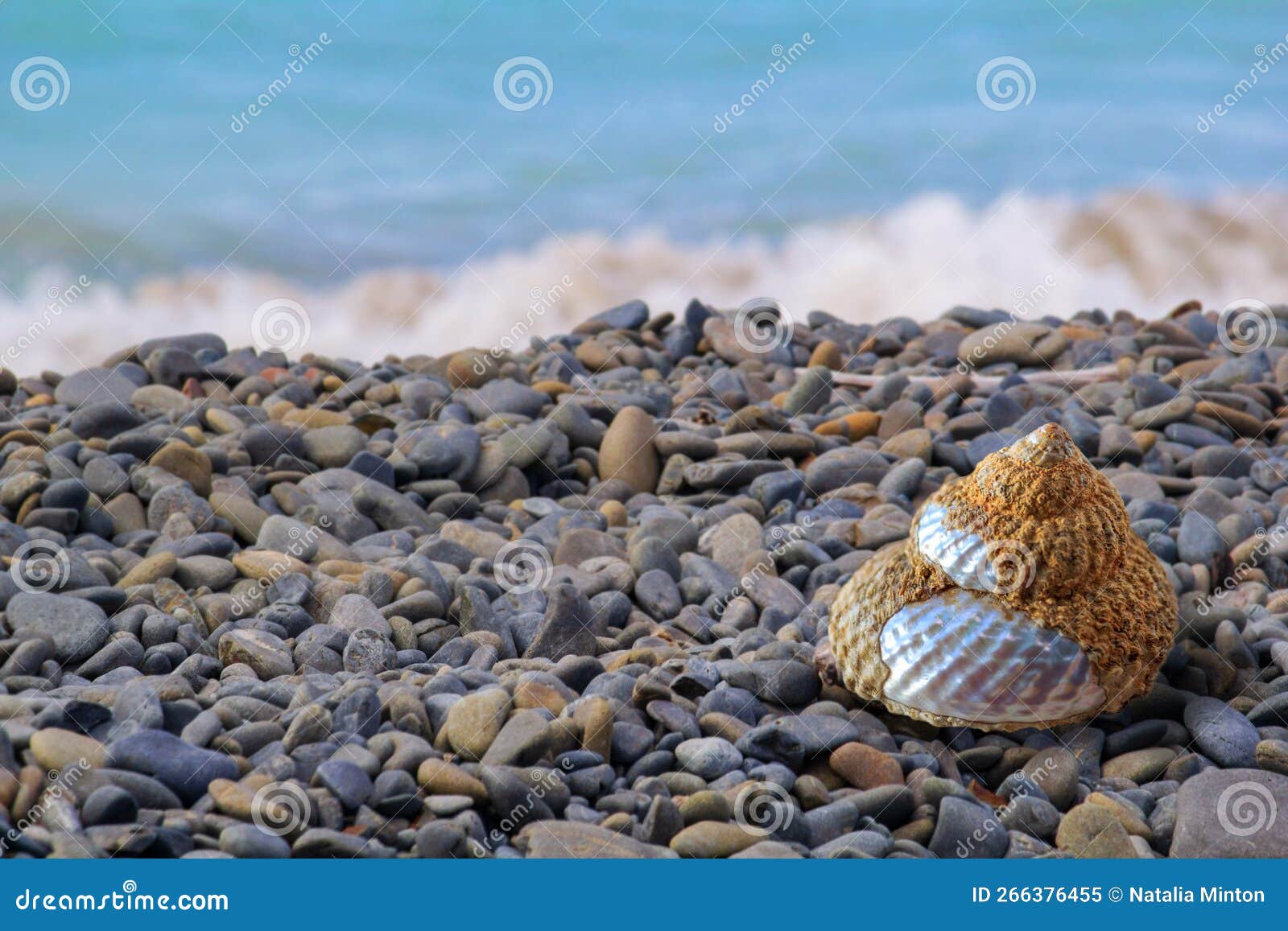 Seashell on the Stone Beach and Sea Waves Stock Image - Image of ...