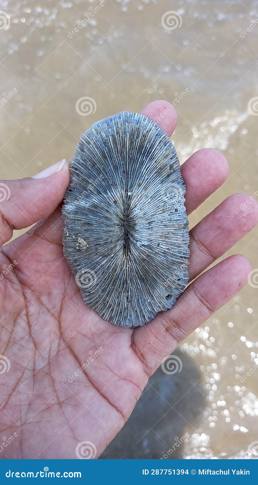 Seashell stone stock photo. Image of unique, seashell - 287751394