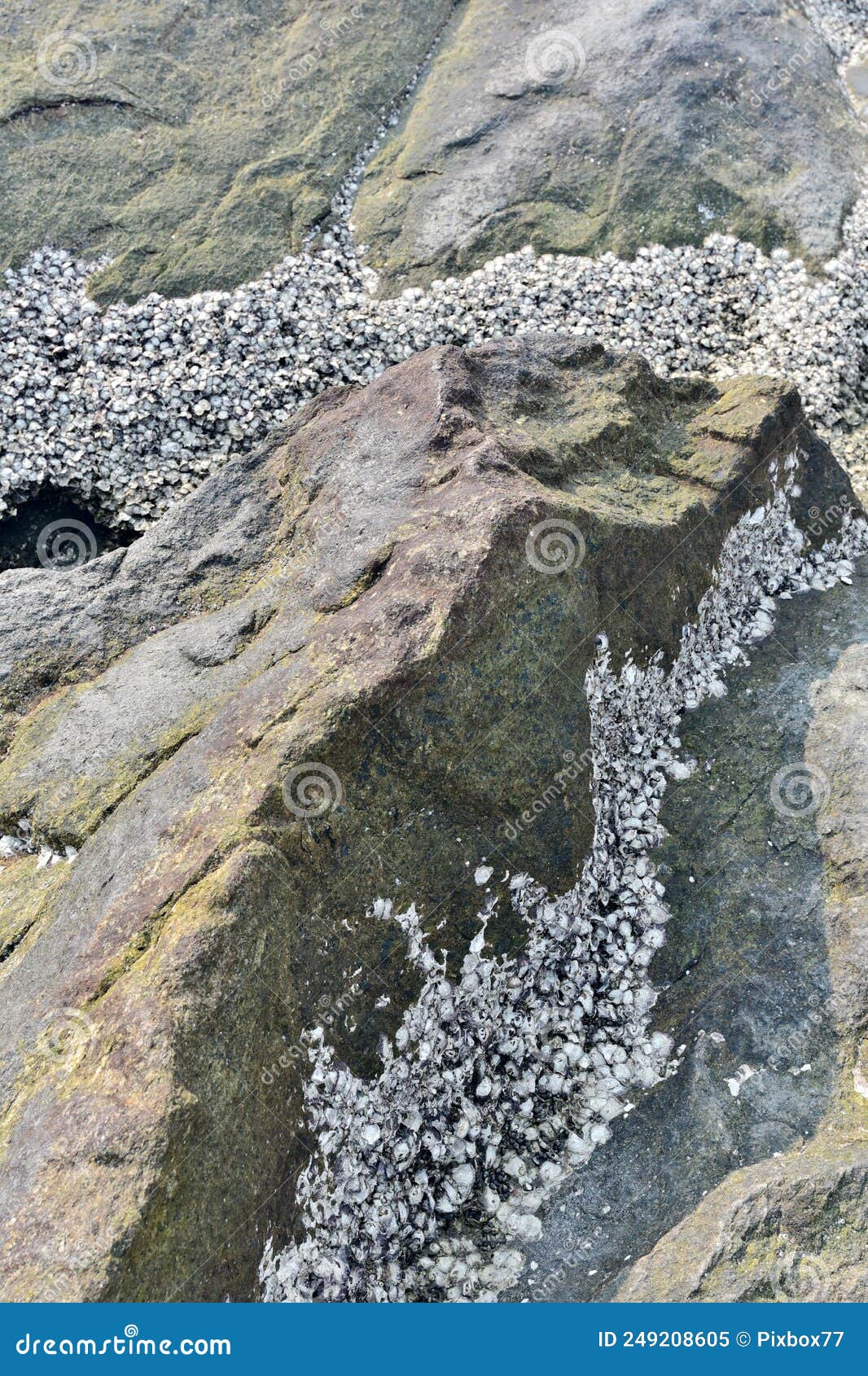 Seashell at Stone Wall Background Stock Image - Image of detail ...