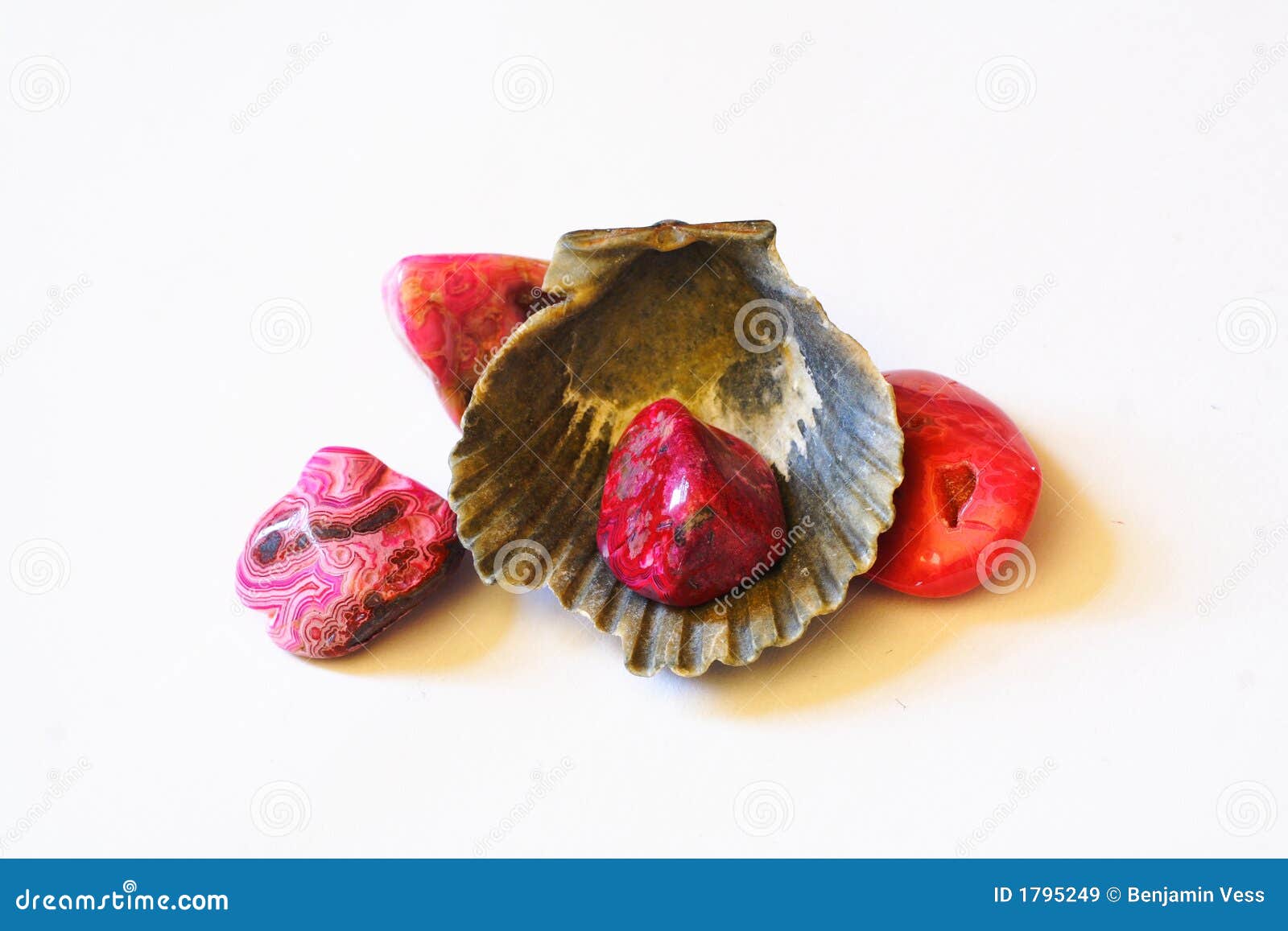 Seashell And Stones Picture. Image: 1795249