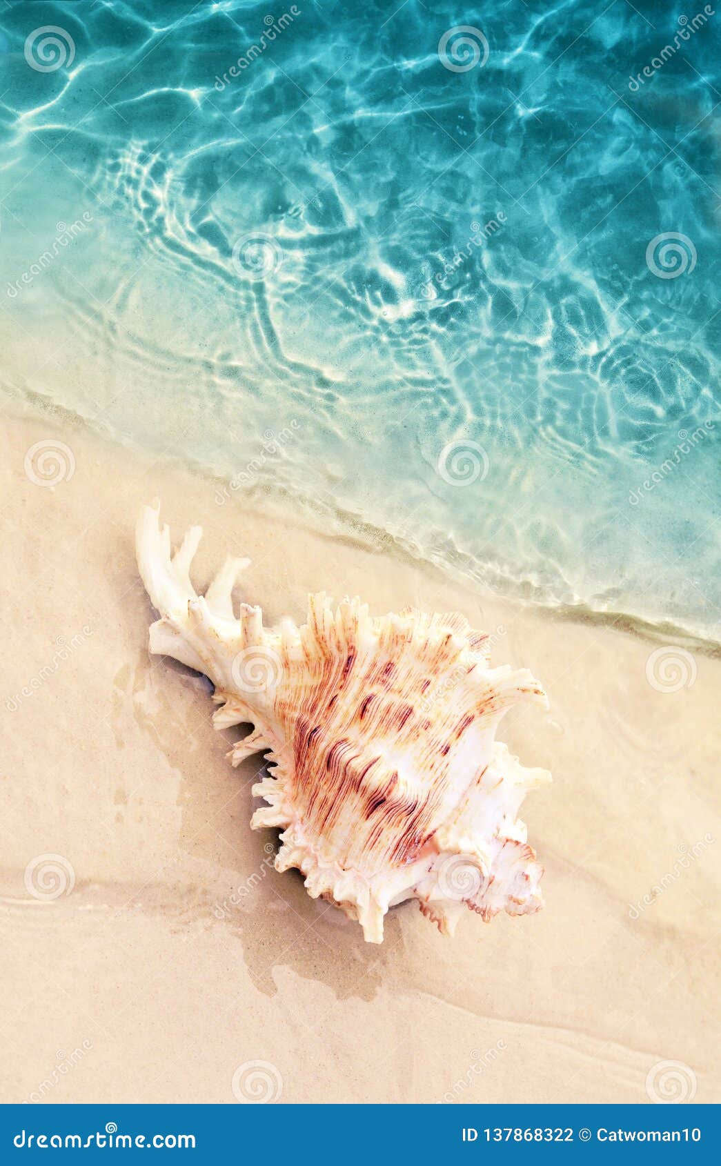 Seashell on the Summer Beach in Sea Water. Summer Background. Summer ...