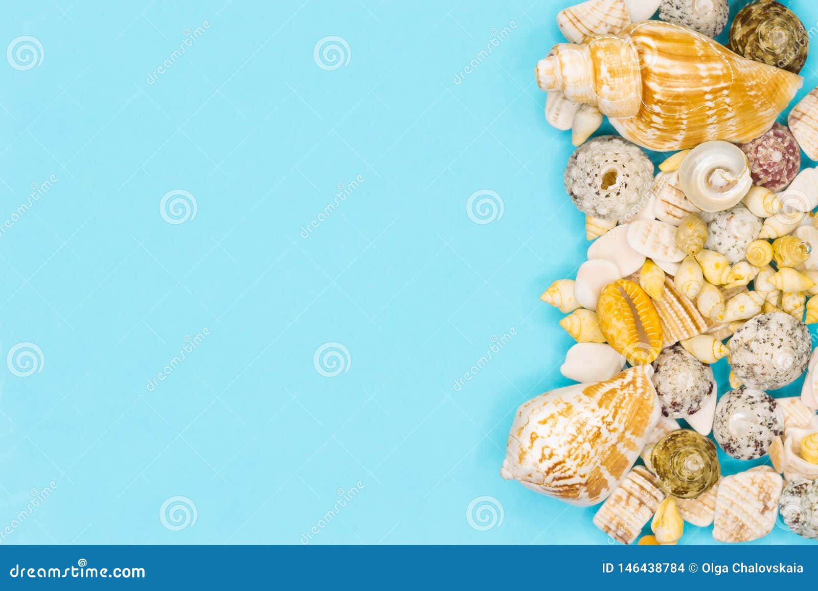 Seashell on the Summer Beach in Sea Water. Summer Background. Summer ...