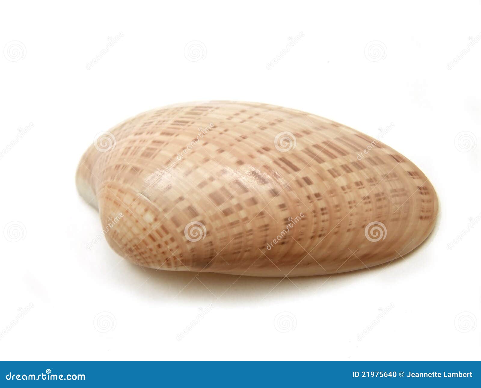 Seashell sunray venus stock photo. Image of beach, shell - 21975640