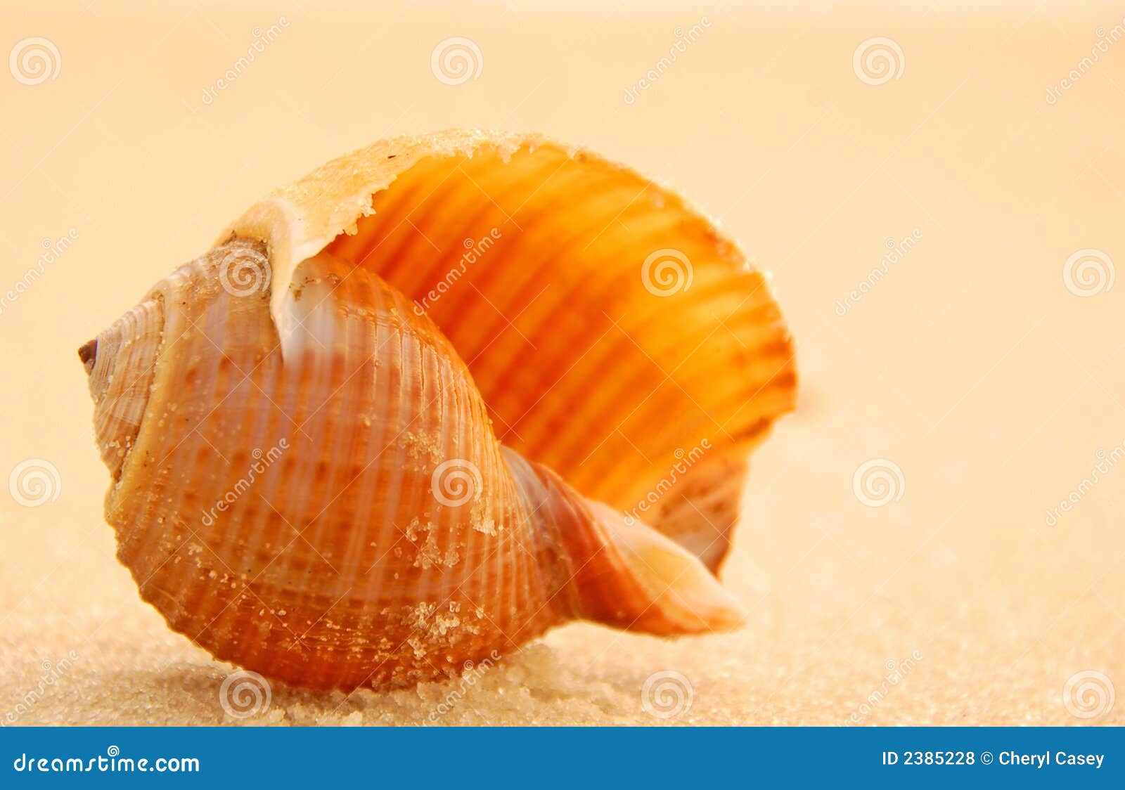 Seashell at sunset stock photo. Image of seashell, sand - 2385228