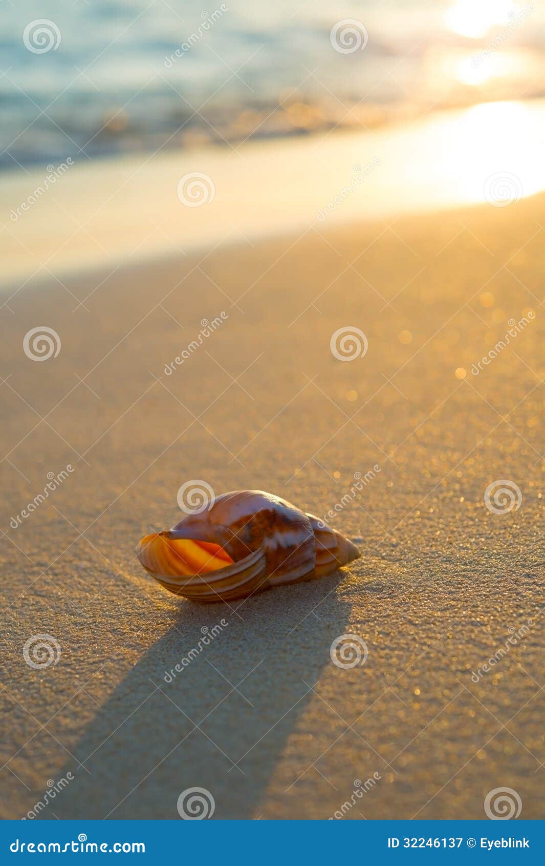 Seashell on Sunset Beach stock image. Image of reflected - 32246137