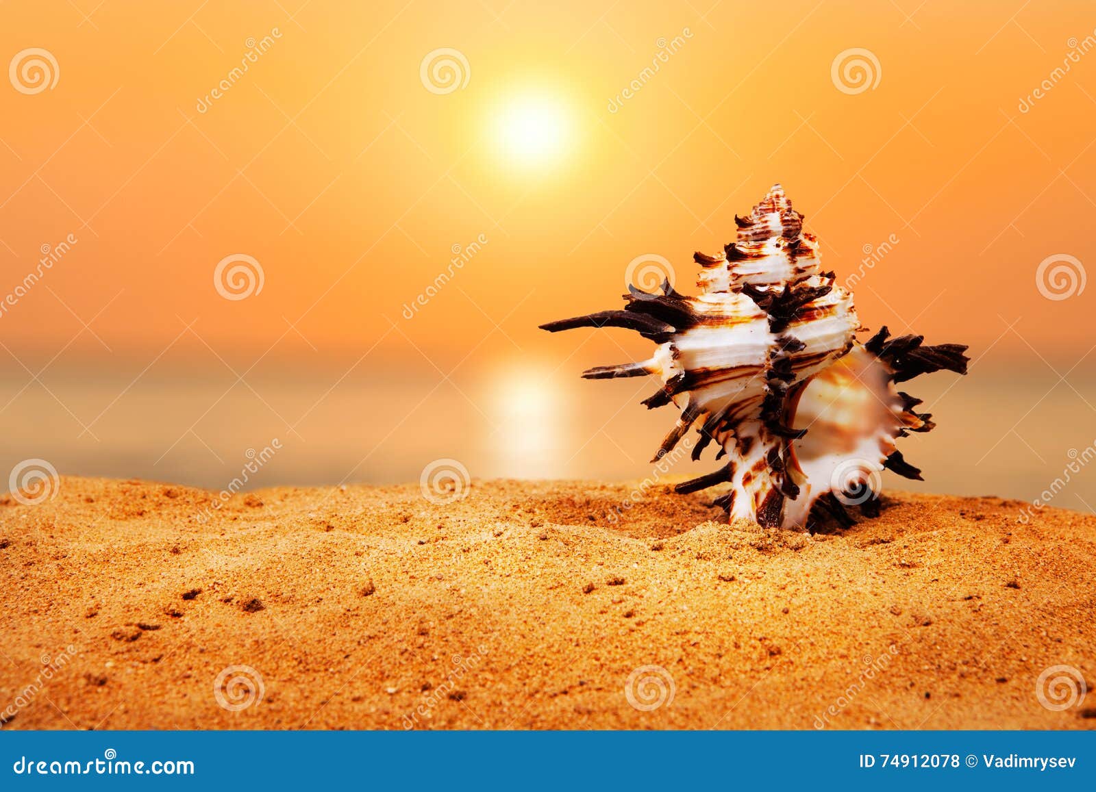 Seashell on the Sunset Beach Stock Photo - Image of calm, sand: 74912078