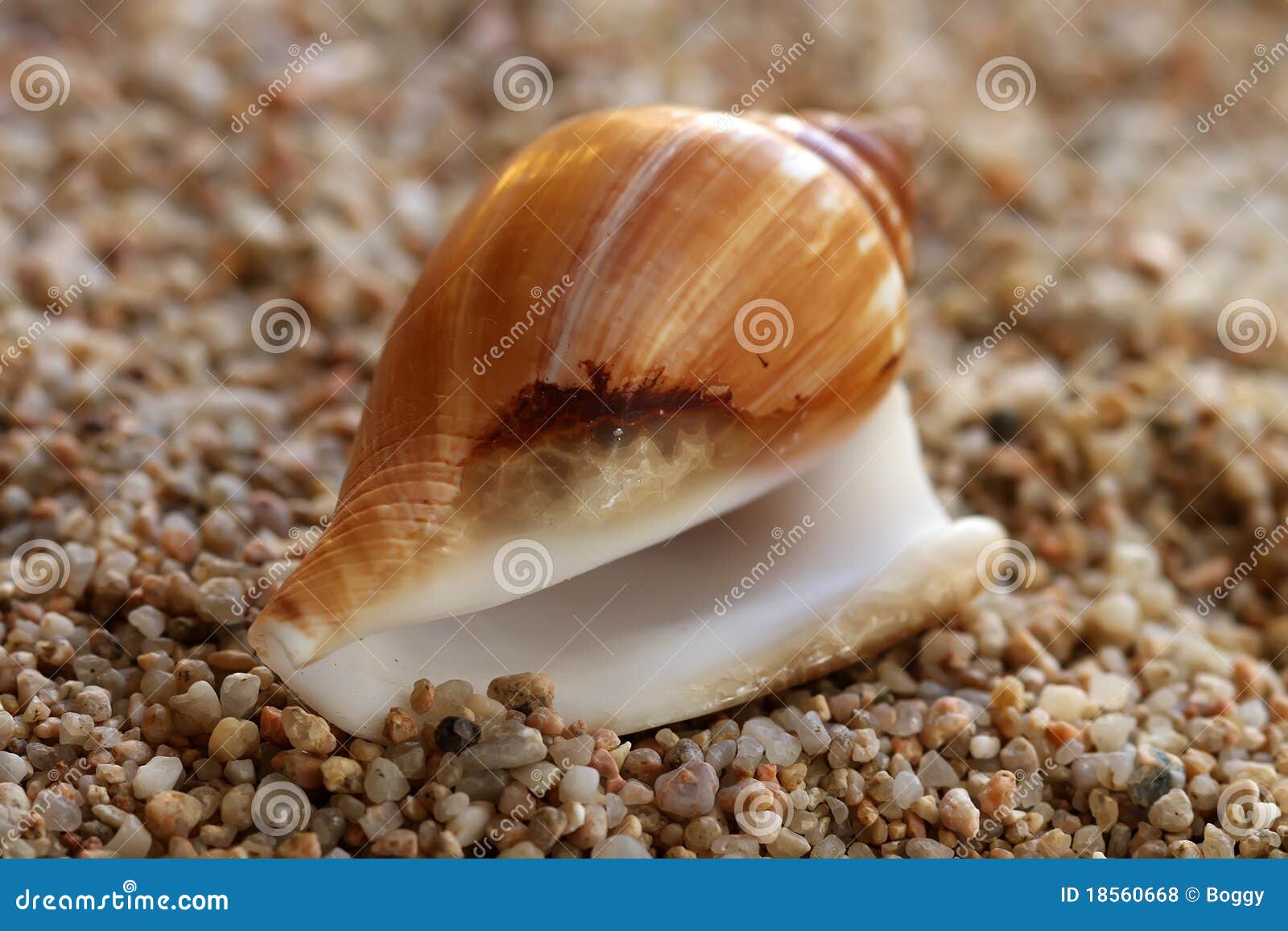 Seashell sur la plage photo stock. Image of normal, saison - 18560668