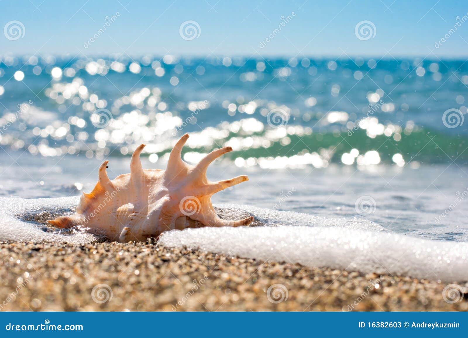 Seashell in Surf and Sand of Seashore Stock Image - Image of shine ...