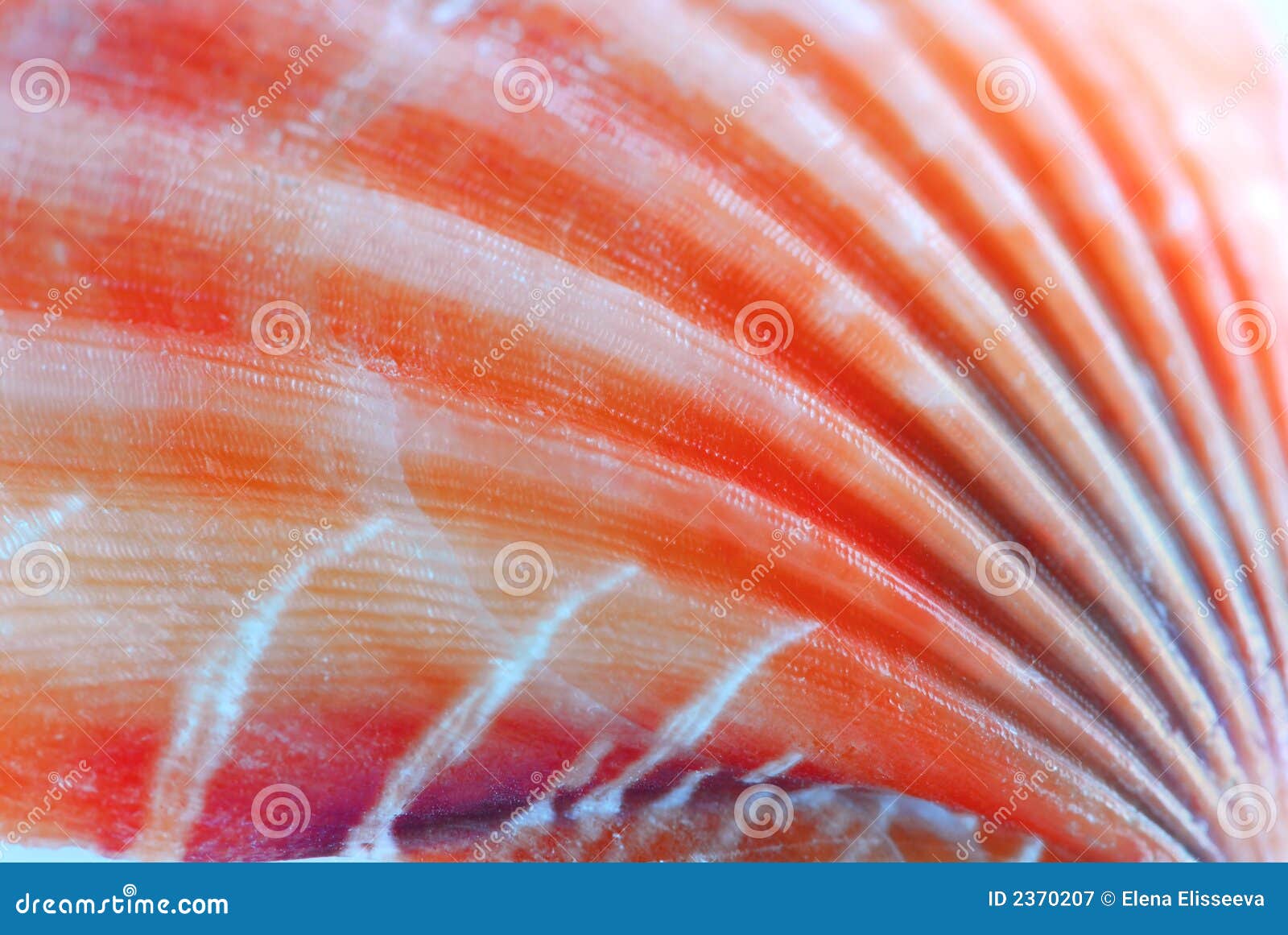 1,352 Surface Scallop Stock Photos - Free & Royalty-Free Stock Photos ...