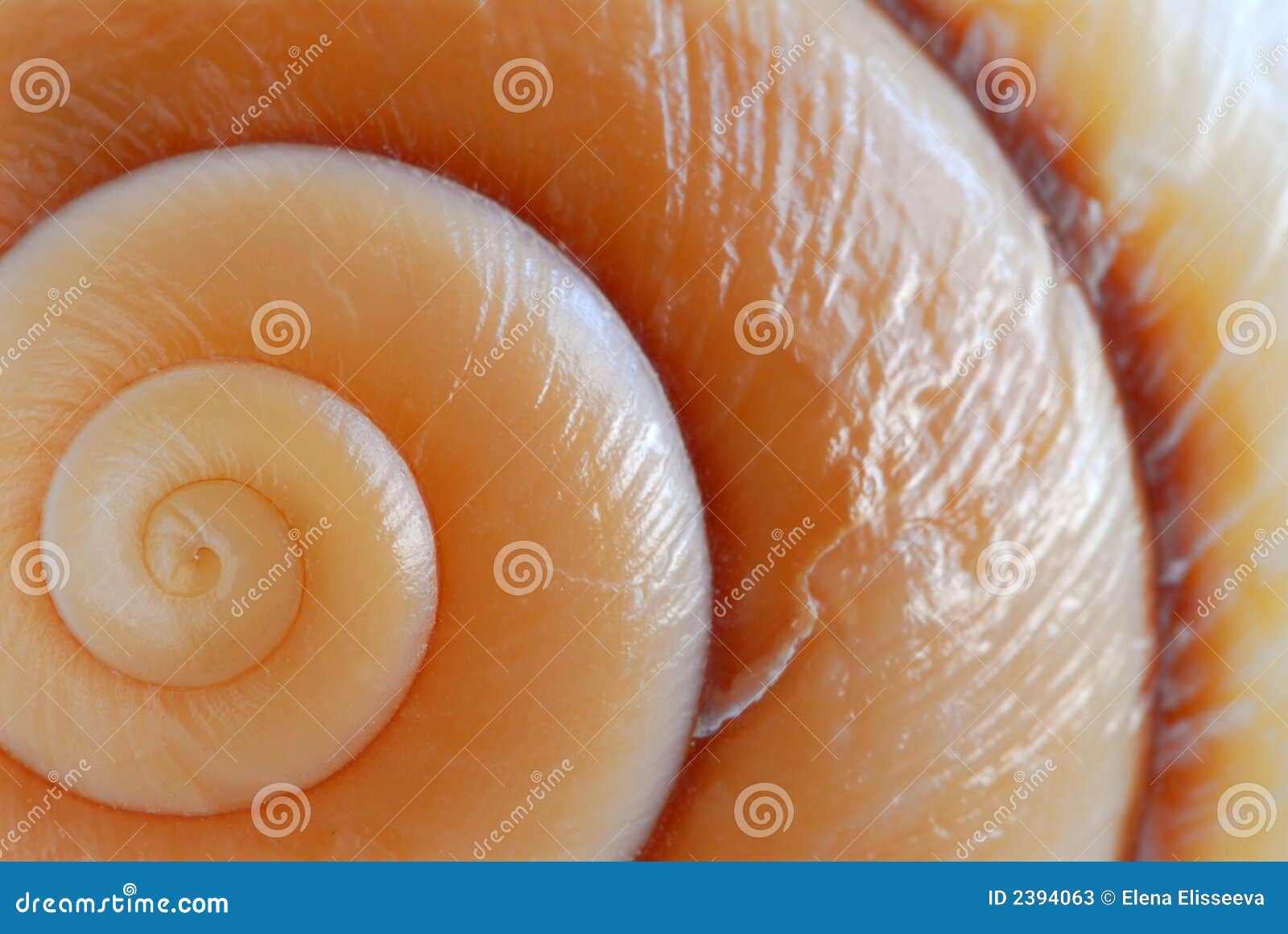 Seashell surface stock image. Image of summer, closeup - 2394063