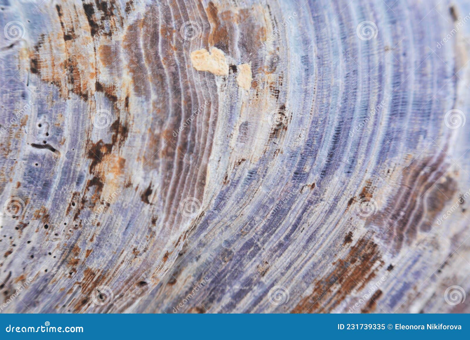 Abstract Illustration of the Surface of the Seashell, Blue Background ...
