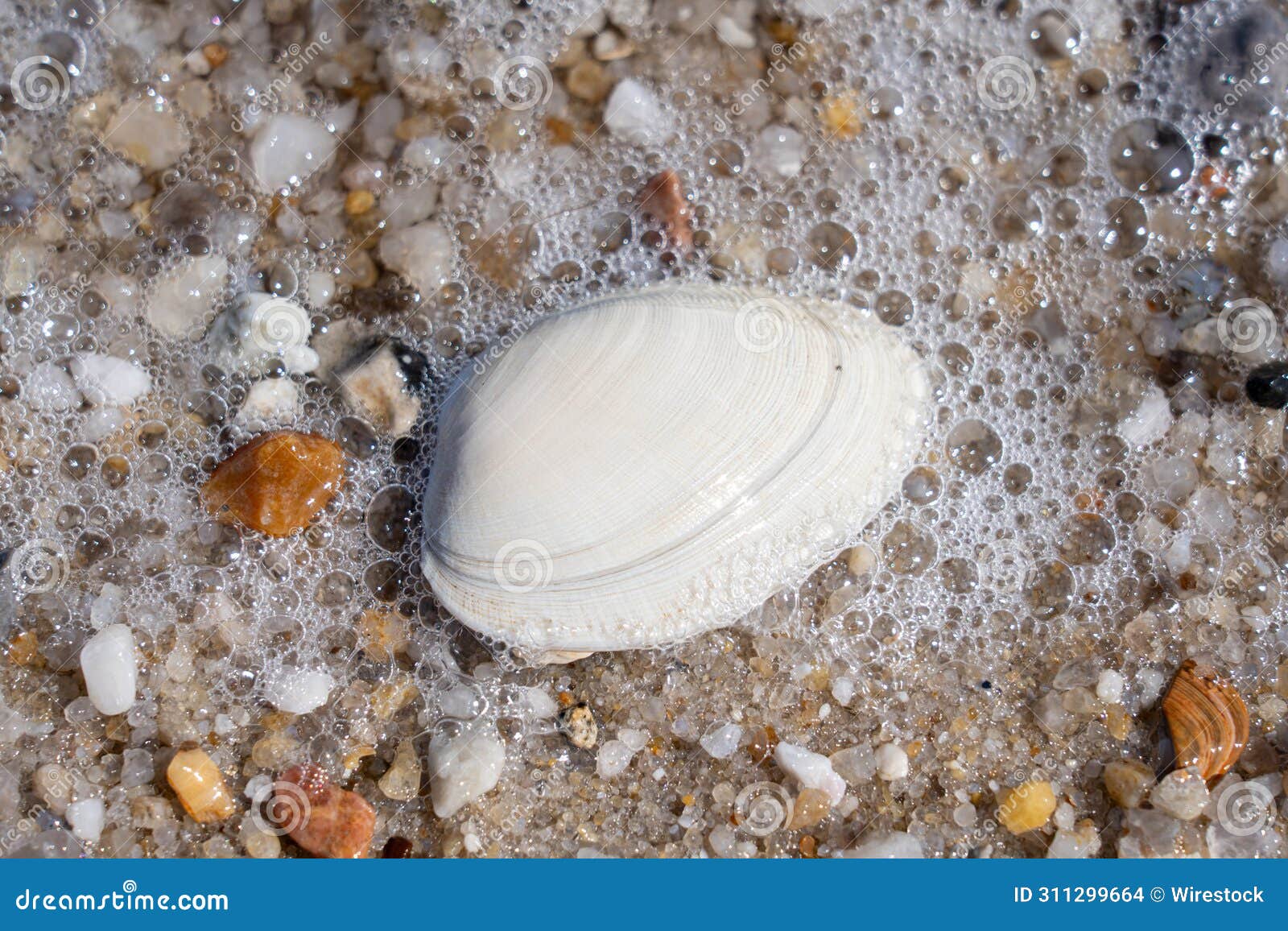 Seashell Surrounded by Pebbles and Rocks on Sandy Beach Stock Photo ...