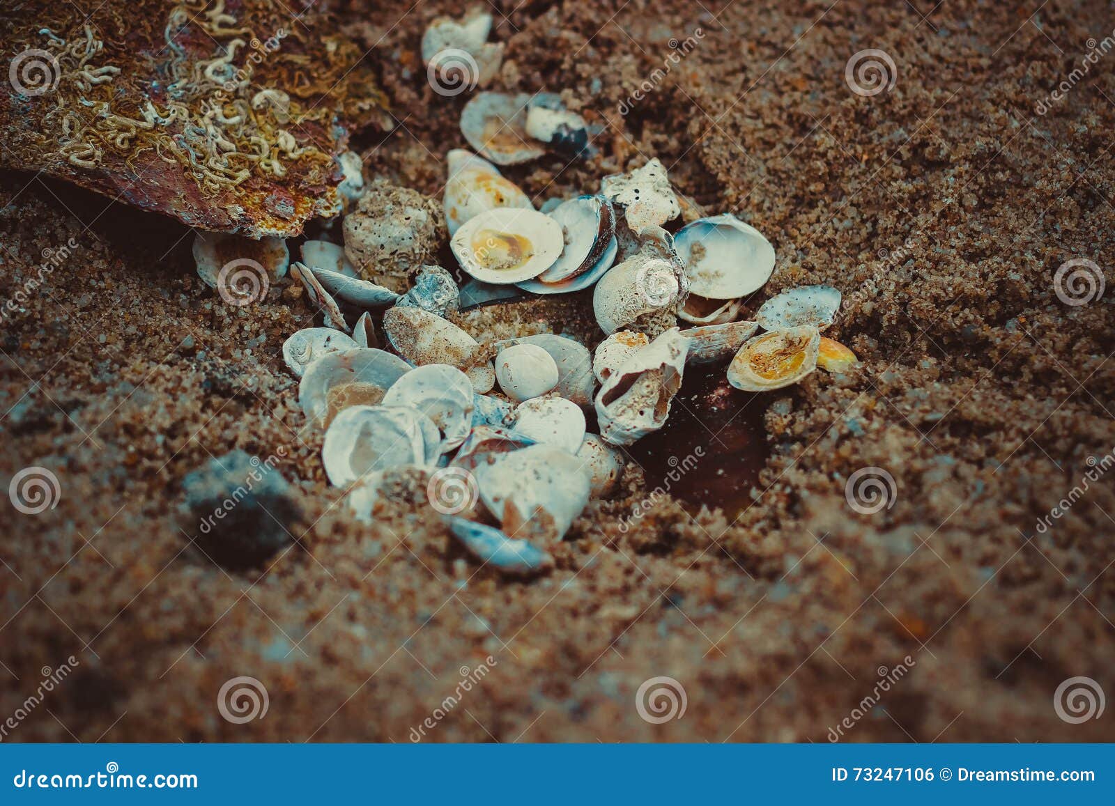 The Seashell stock photo. Image of sands, nature, seashell - 73247106