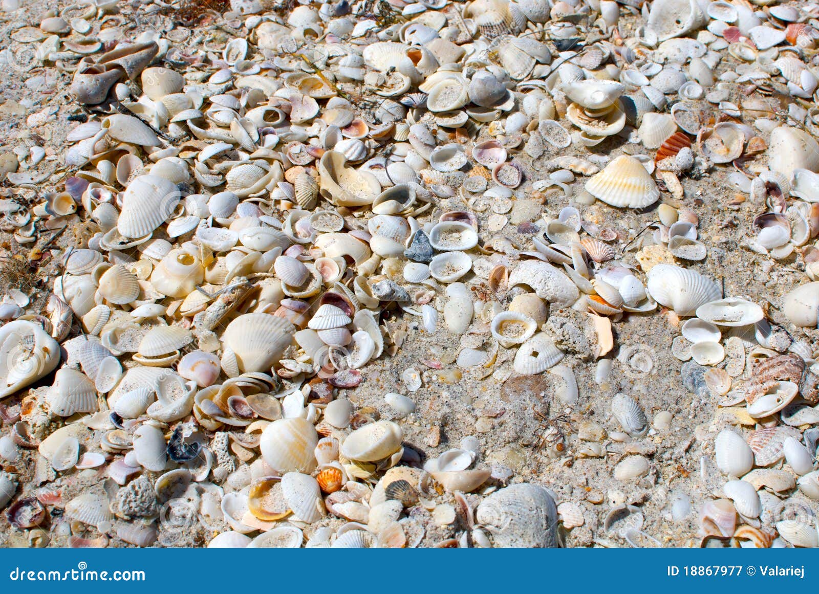 Seashell Texture stock image. Image of shells, ocean - 18867977