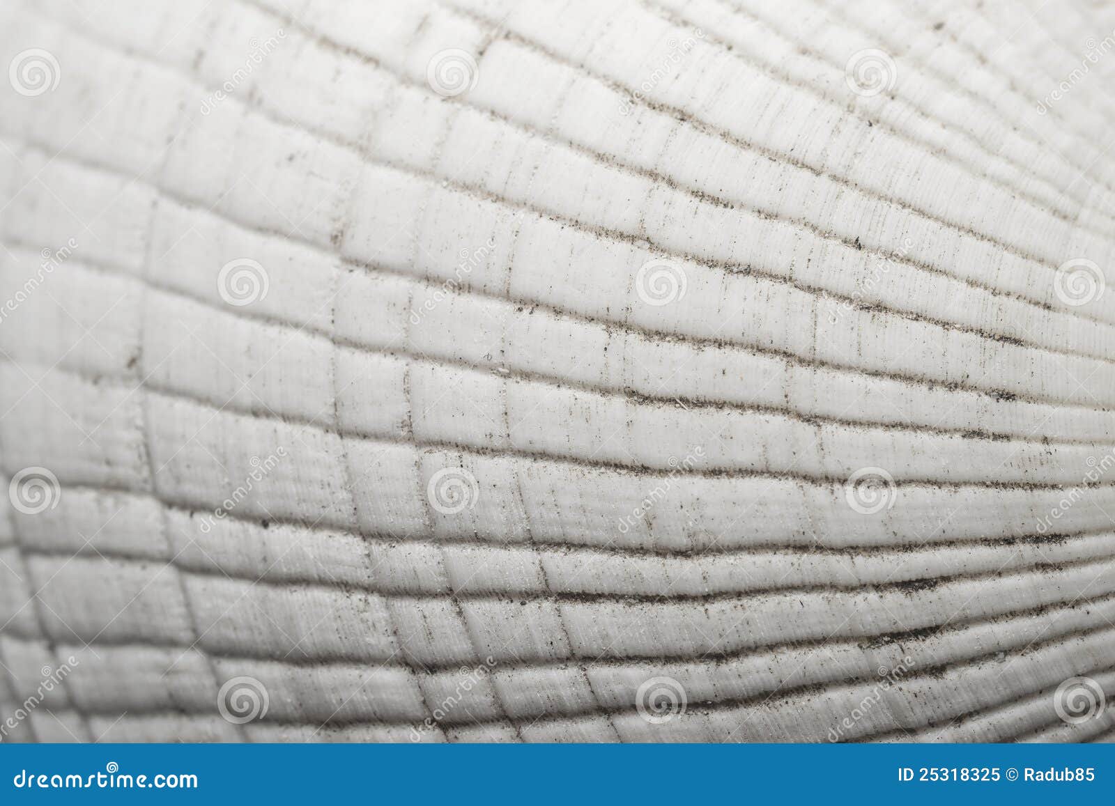 Seashell Texture Royalty-Free Stock Photography | CartoonDealer.com ...