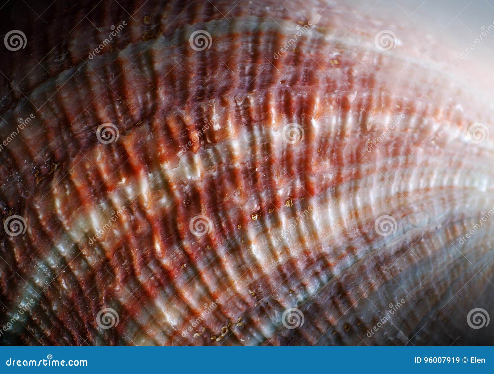 Seashell texture close up stock image. Image of agate - 96007919