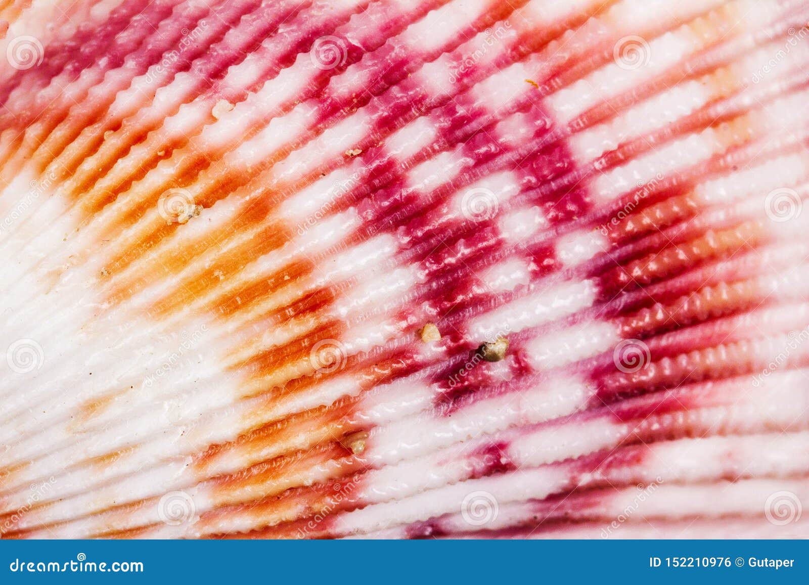 Seashell texture stock photo. Image of cockle, scallop - 152210976