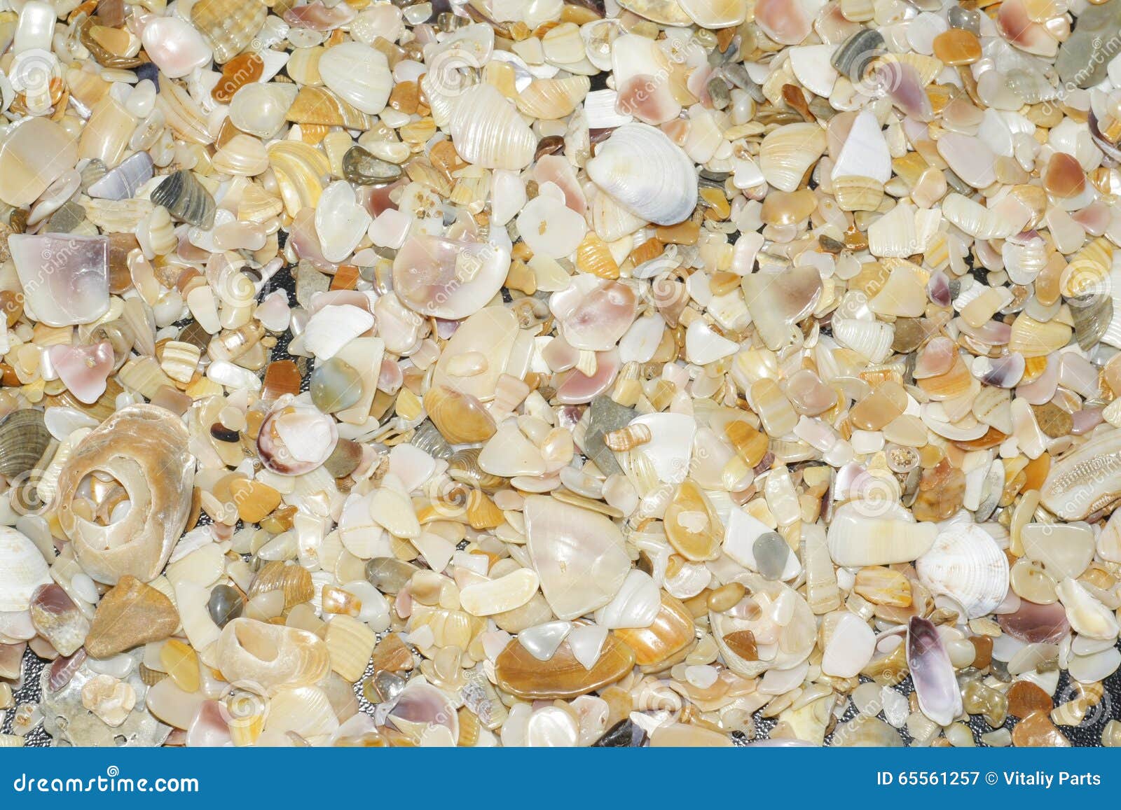 Seashell texture stock image. Image of seashell, pattern - 65561257