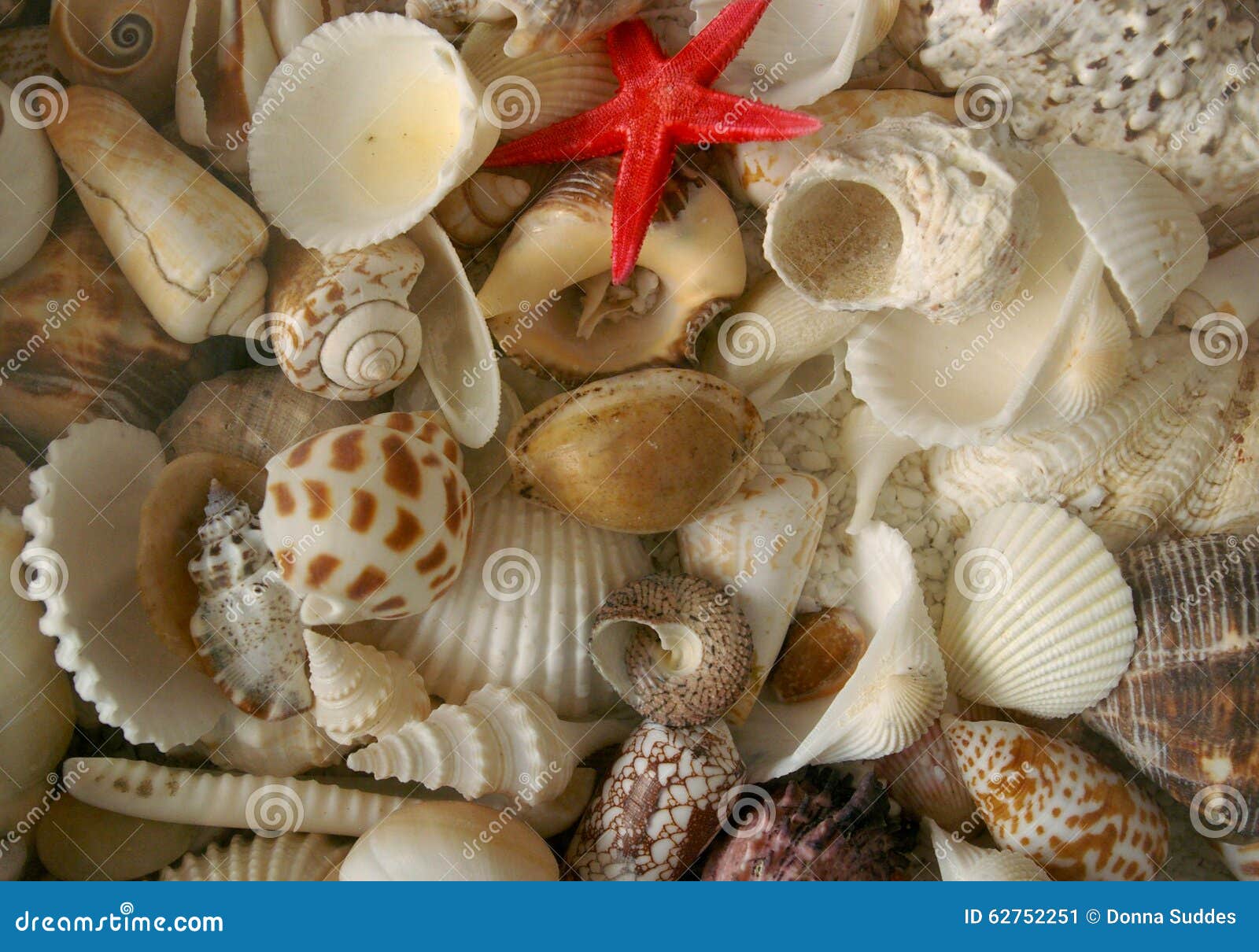 Seashell texture pattern stock image. Image of marine - 62752251