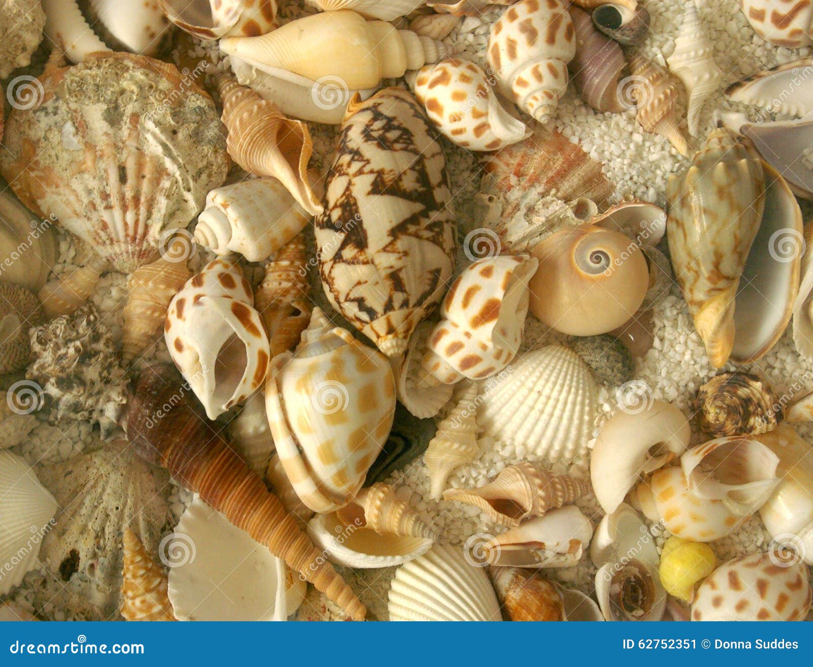 Seashell texture pattern stock image. Image of close - 62752351