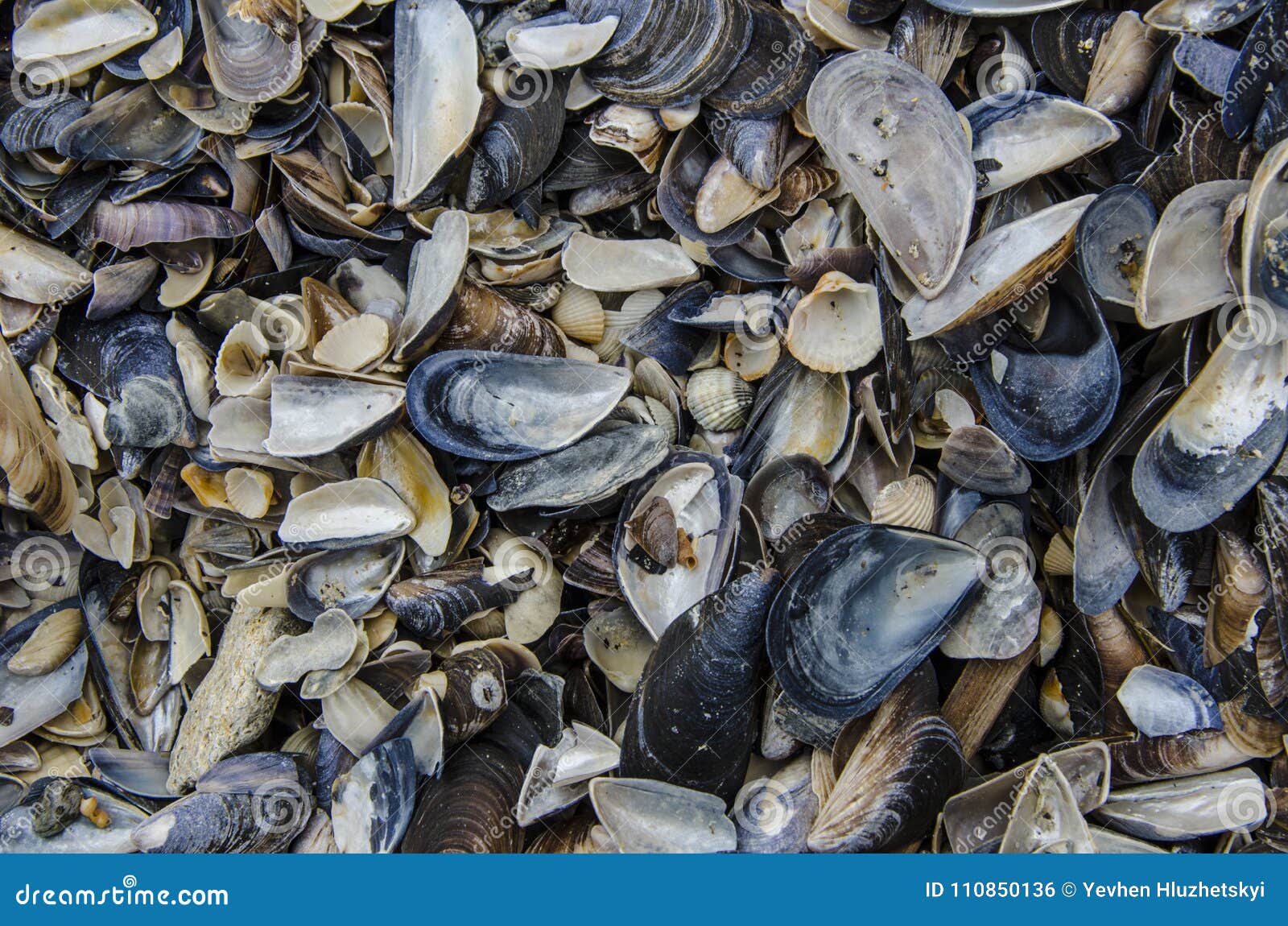 Seashell Texture. stock photo. Image of tidal, vacation - 110850136